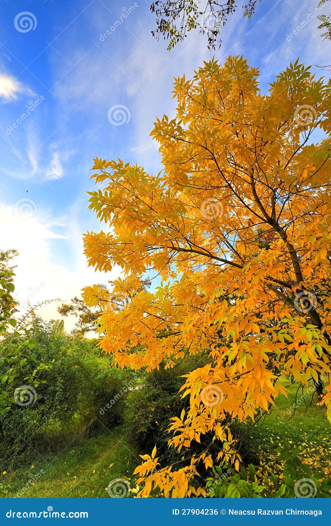 Beautiful Branch of an Autumn Tree Stock Photo - Image of beautiful ...