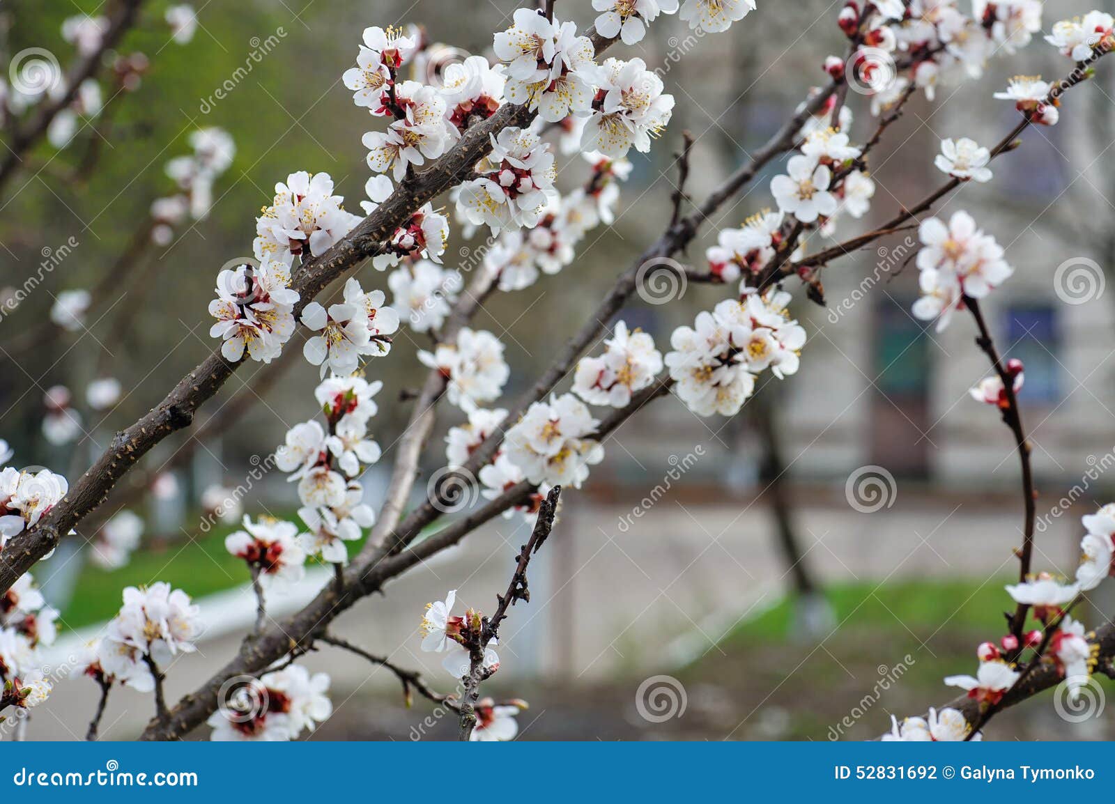Beautiful Branch of a Blossoming Tree in Spring Stock Photo - Image of ...
