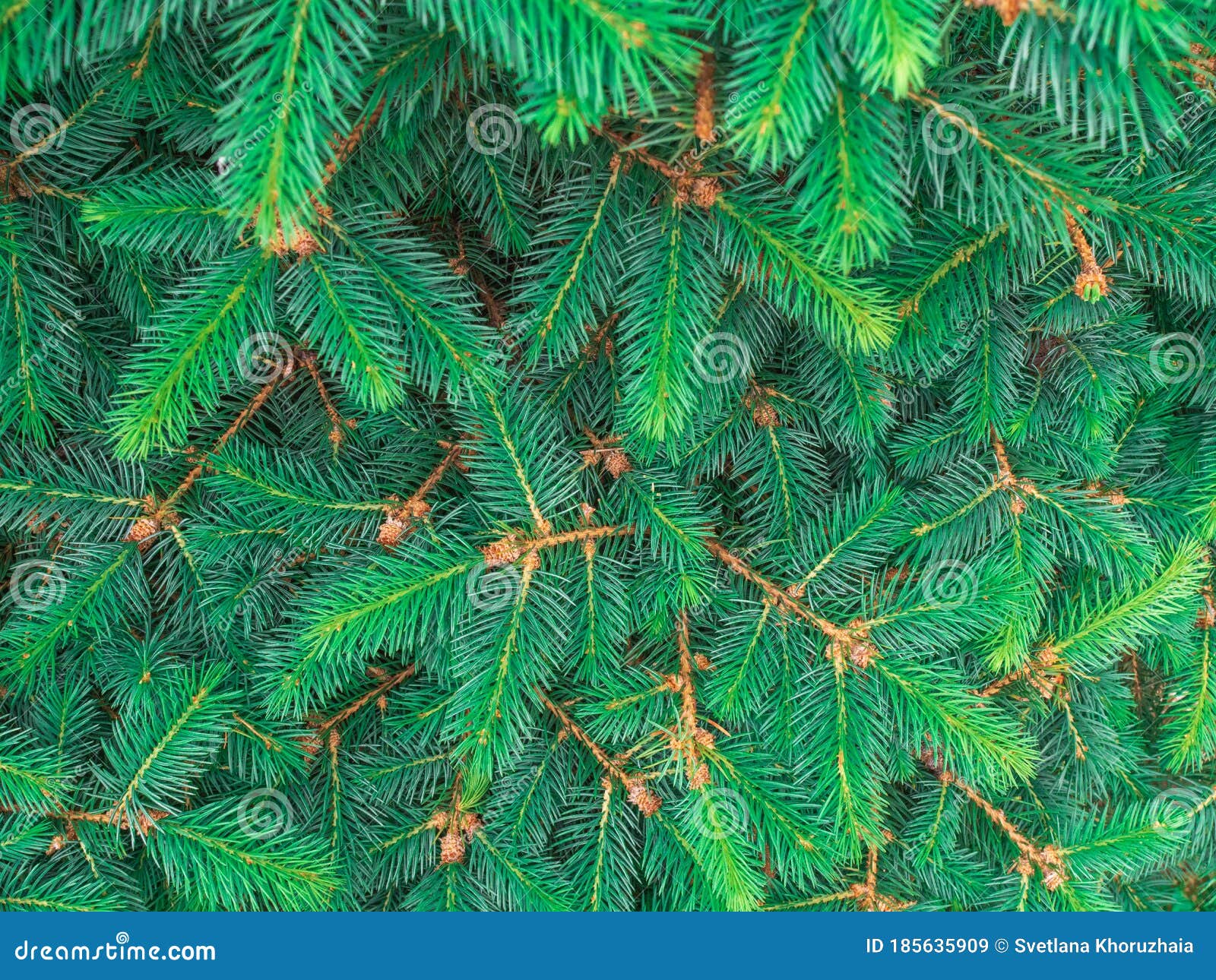 Beautiful Branch of Evergreen Spruce. Pine Tree Background Stock Image ...