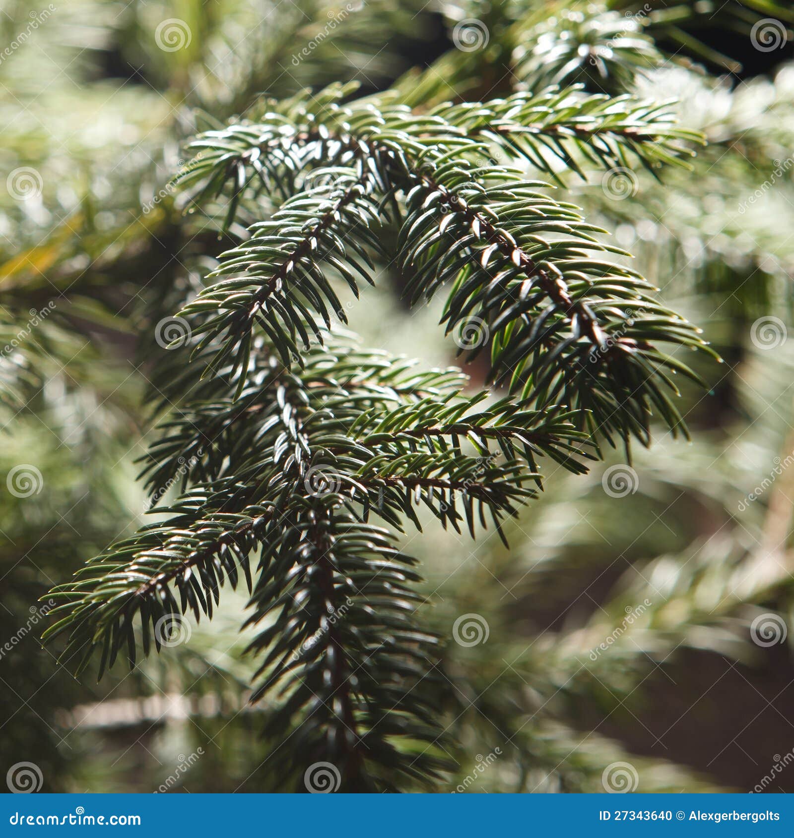 Beautiful Branch of Fir-tree Stock Photo - Image of needle, closeup ...