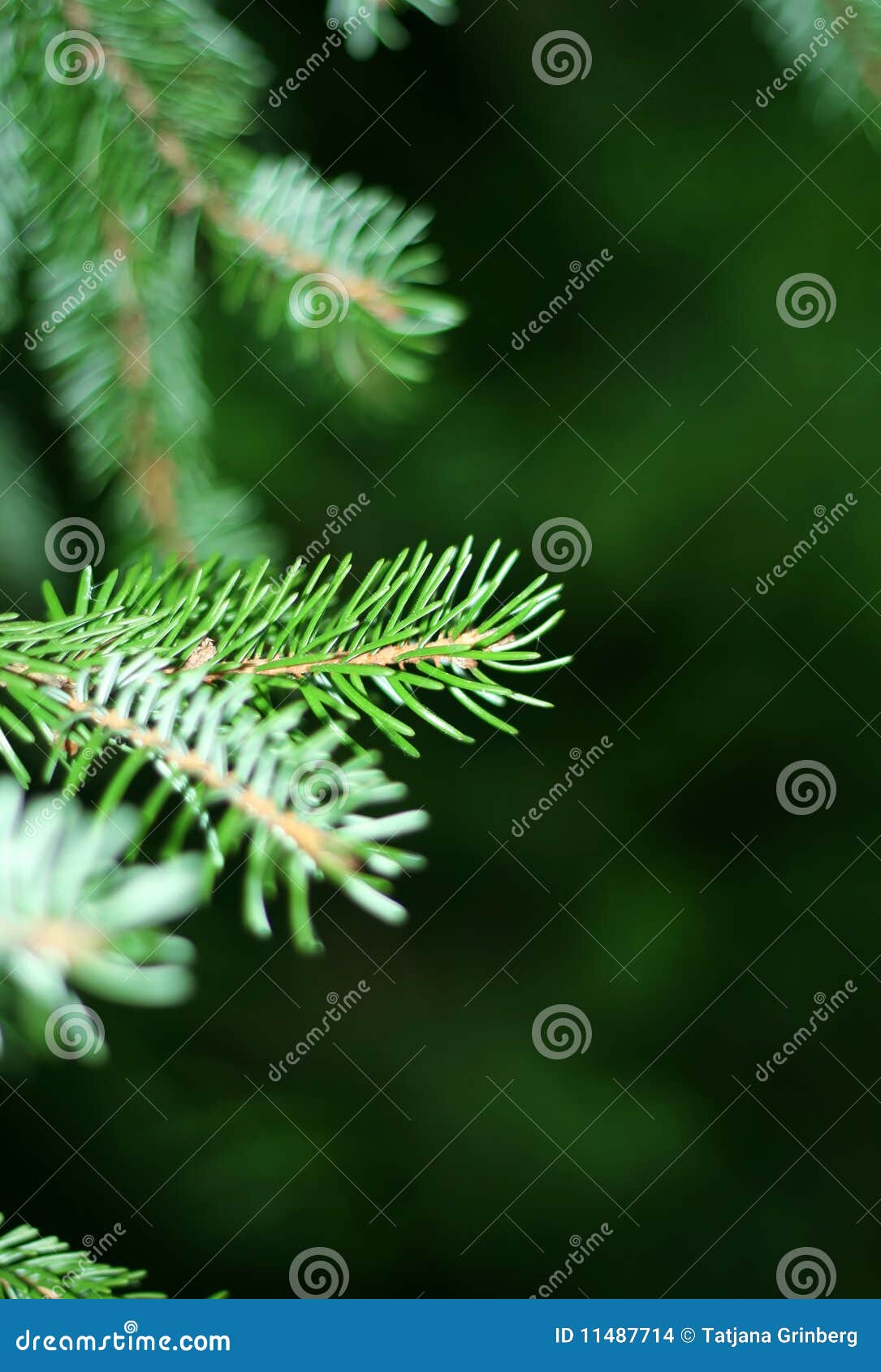 Beautiful Branch of Fur-tree Stock Photo - Image of branch, stem: 11487714