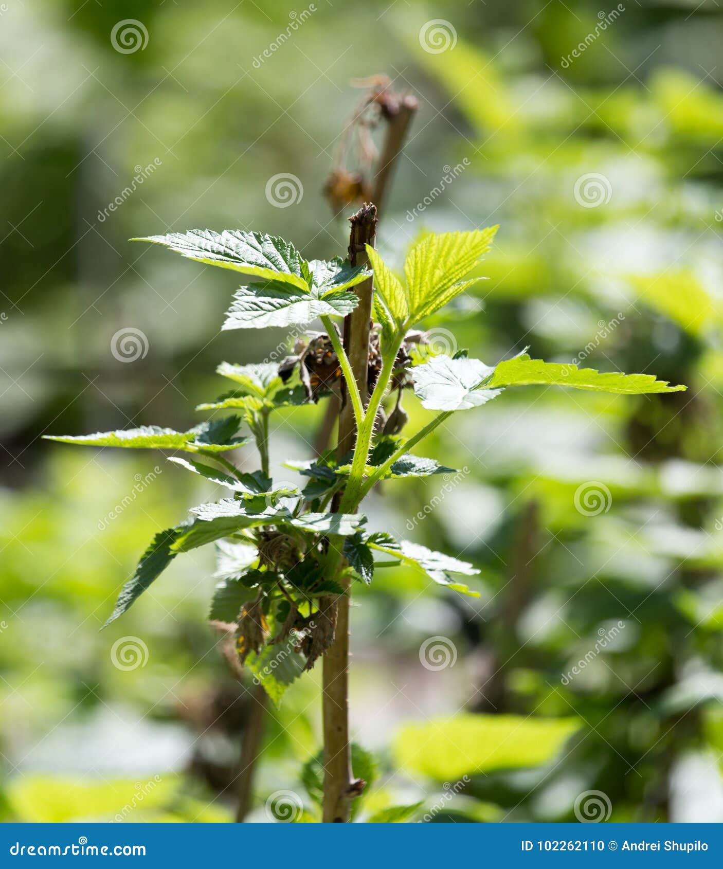 Beautiful Branch with Green Leaves of Raspberry Stock Photo - Image of ...