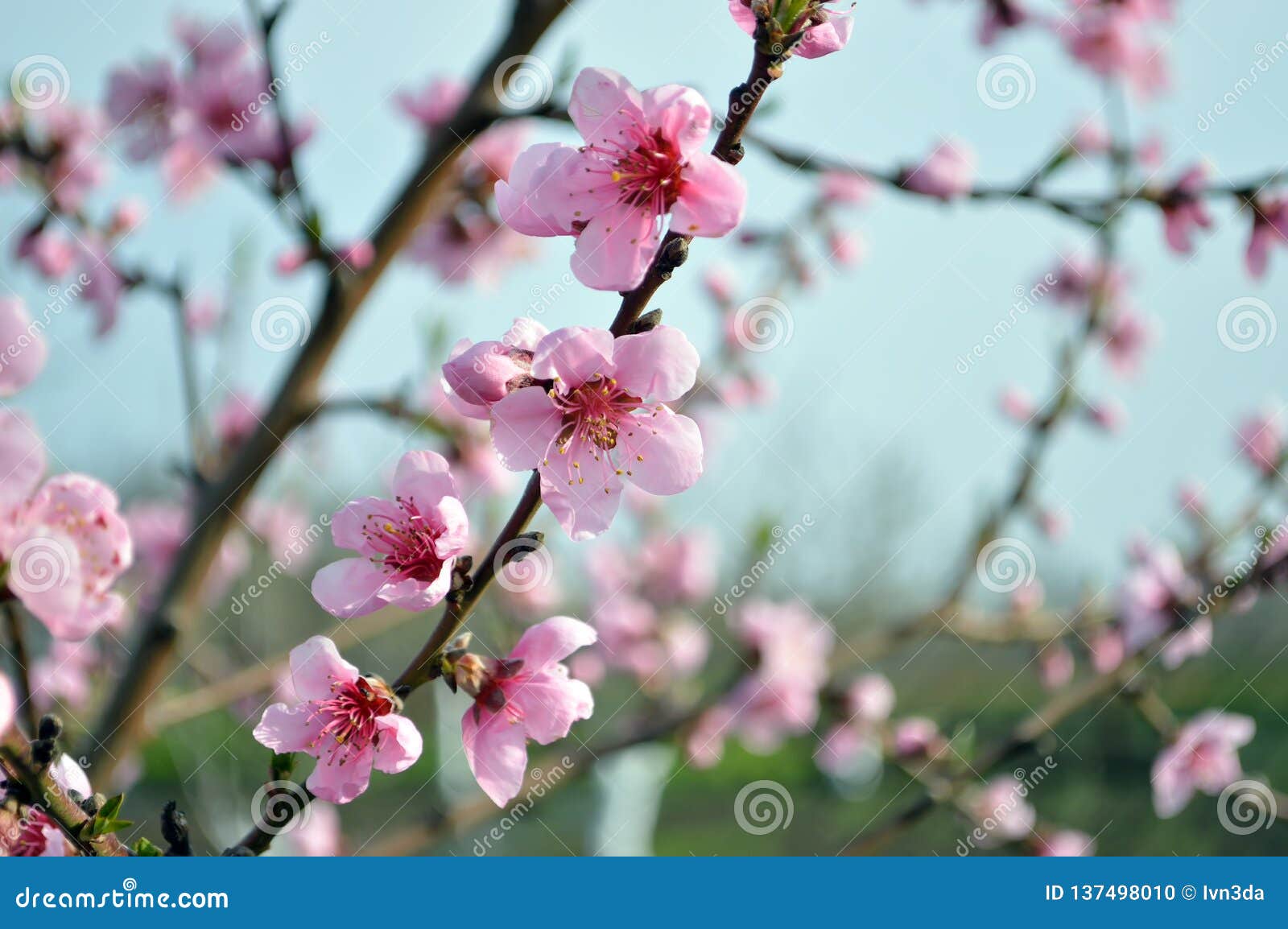 Beautiful Branch of Peach with Blooming Flowers. Medium Plan Stock ...