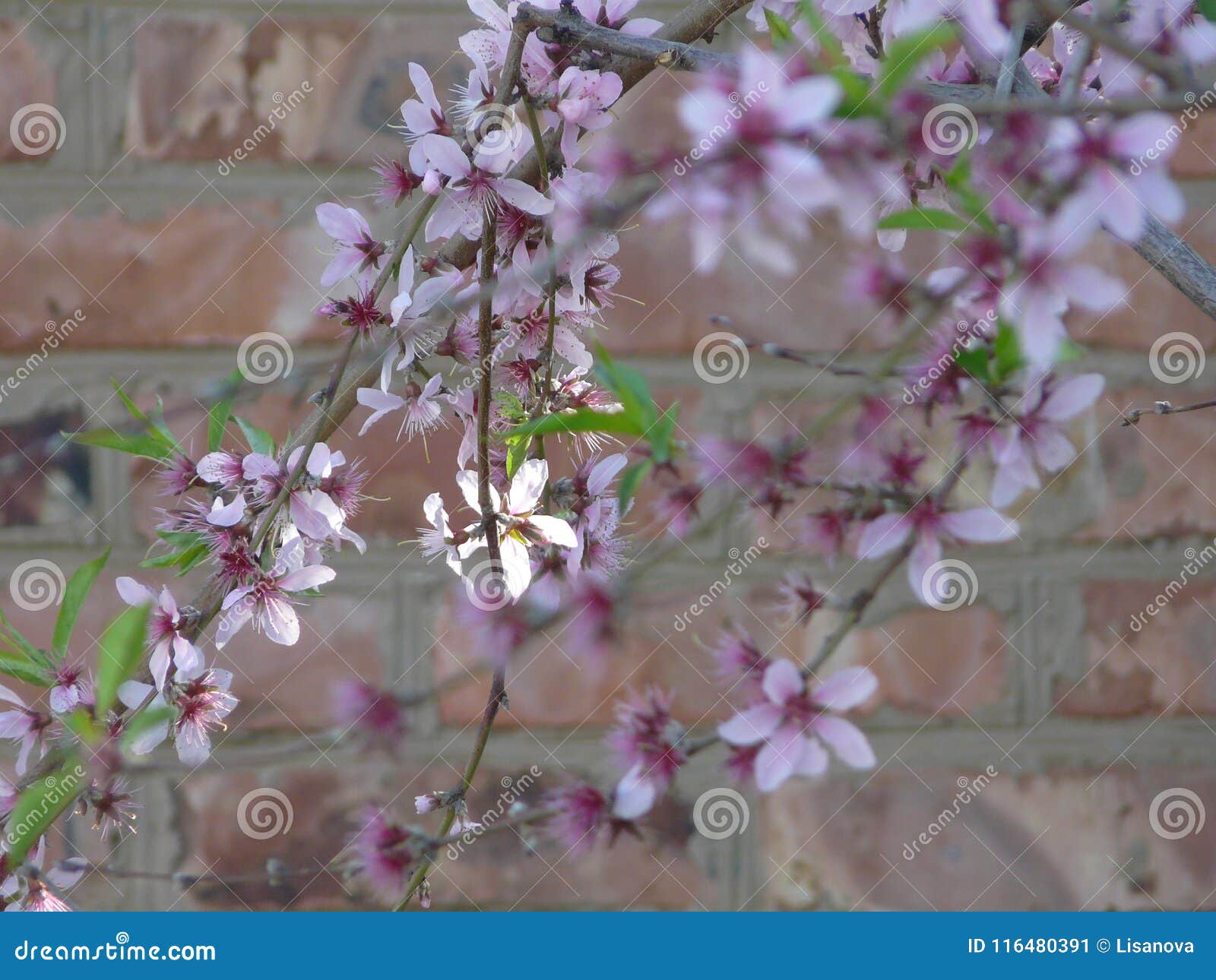 Beautiful Branch of Peach Tree Stock Image - Image of flower, branch ...