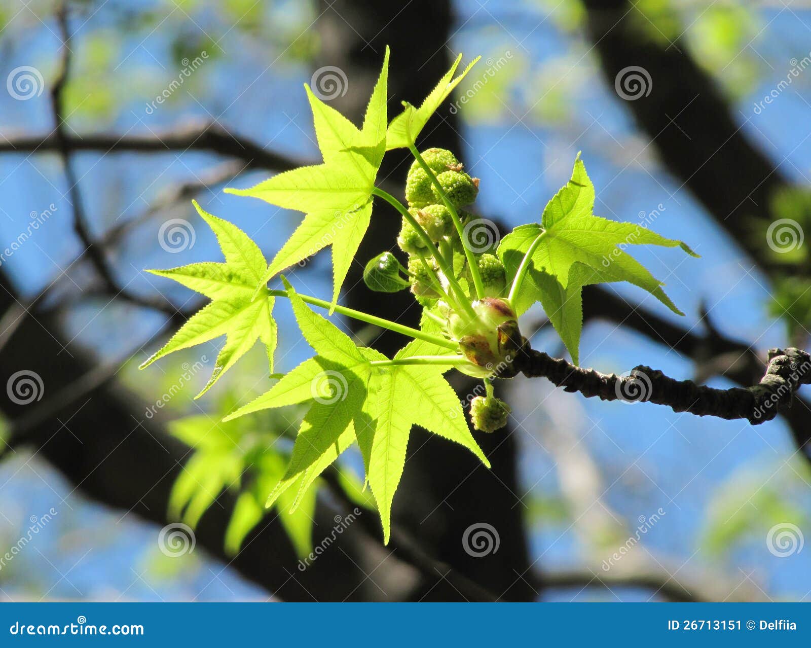 Beautiful Branch of a Plane Tree with Green Leaves Stock Image - Image ...