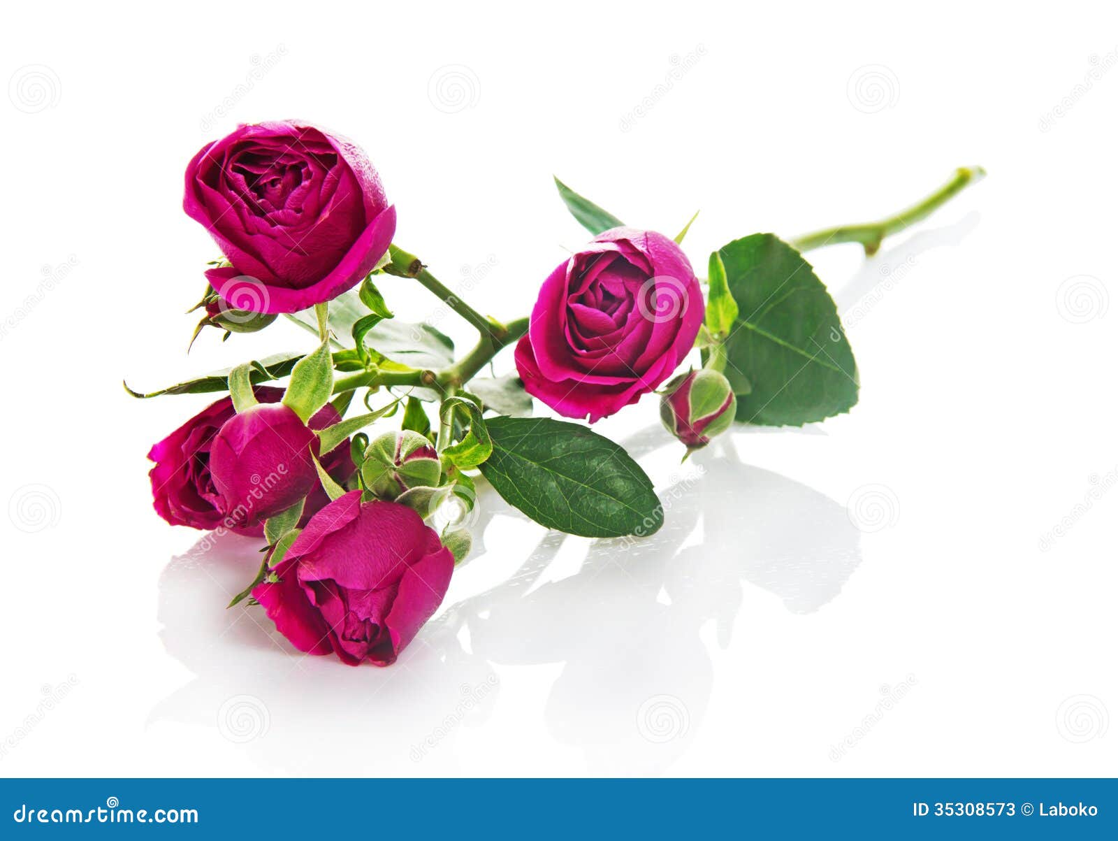 Beautiful branch of roses stock image. Image of stationary - 35308573