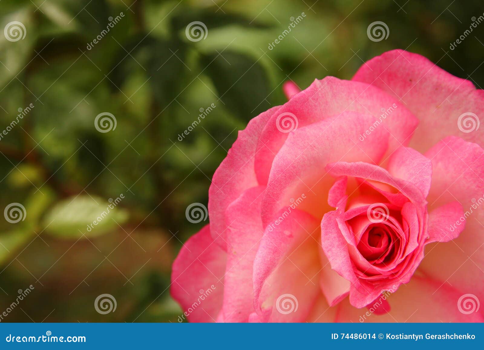 Beautiful branch of roses stock photo. Image of corner - 74486014