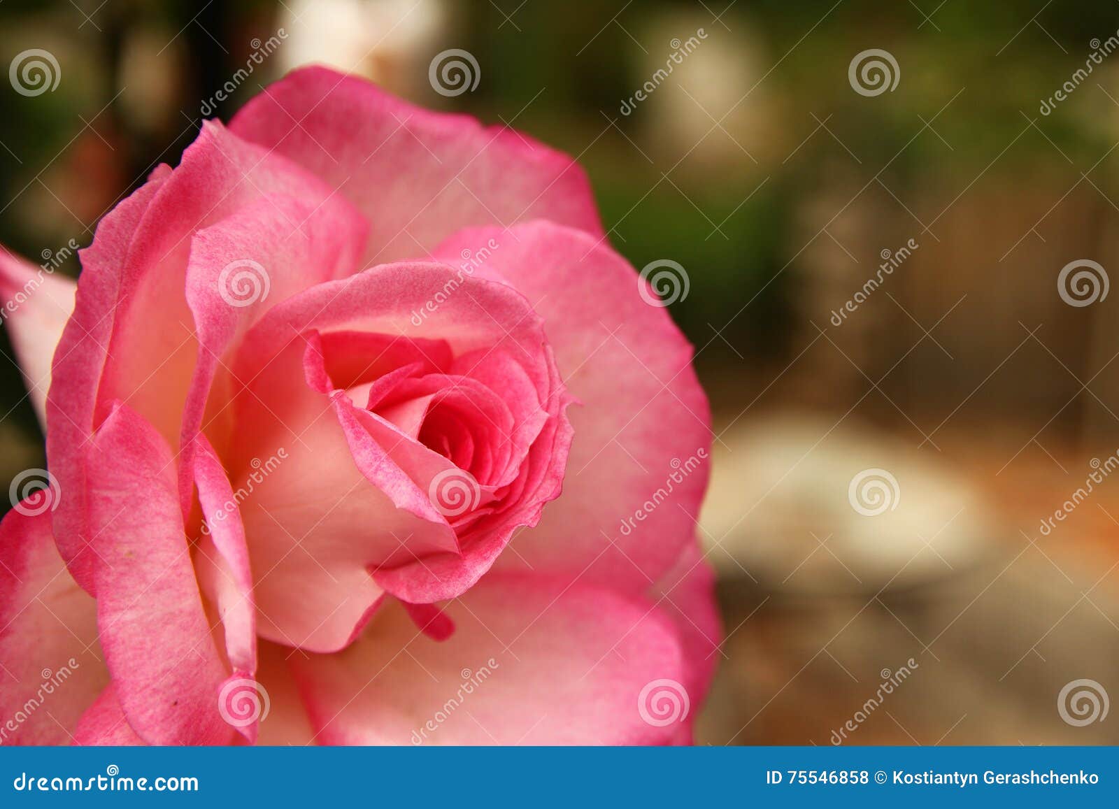Beautiful branch of roses stock photo. Image of beautiful - 75546858