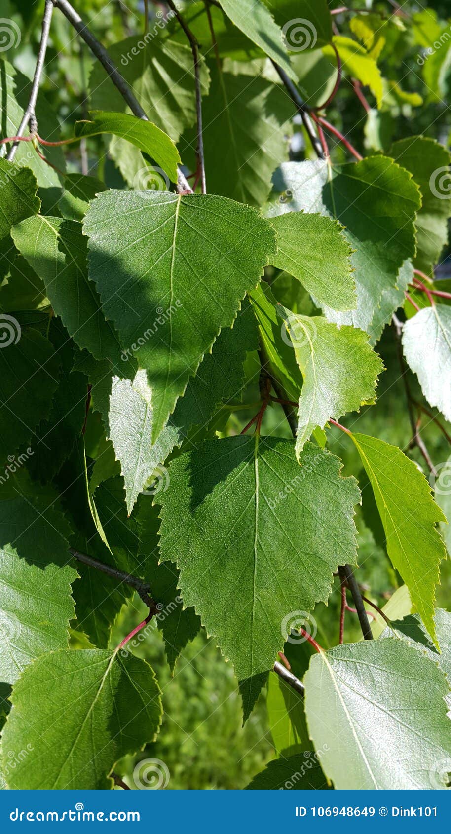 Beautiful Branch of a Spring Birch Stock Image - Image of leaf, close ...