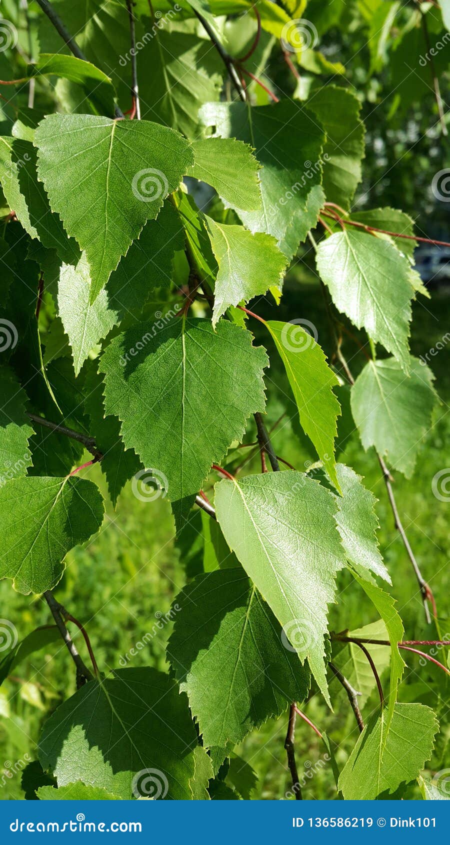 Beautiful Branch of a Spring Birch Stock Image - Image of park, natural ...