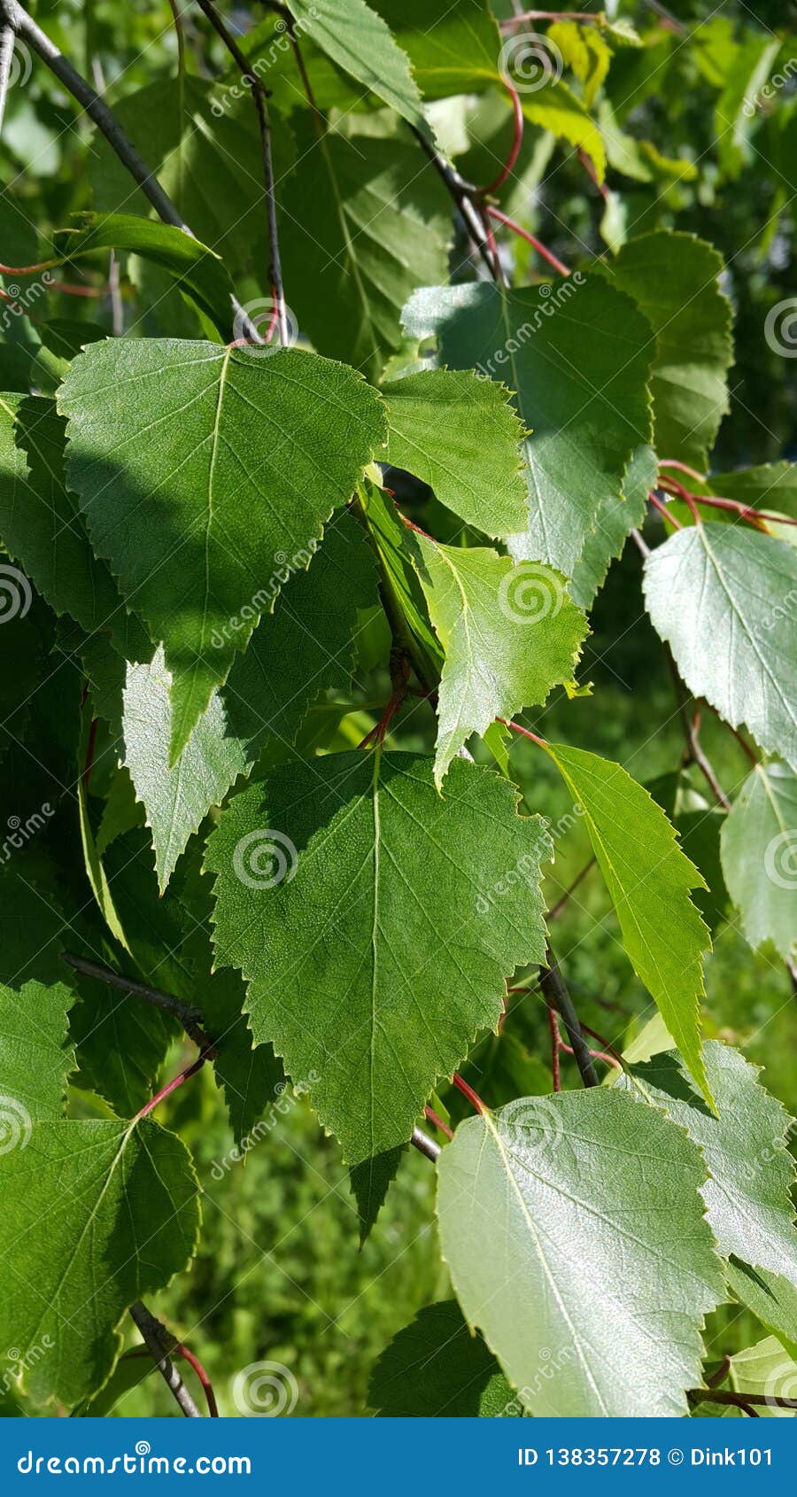 Beautiful Branch of a Spring Birch Stock Photo - Image of leaf ...