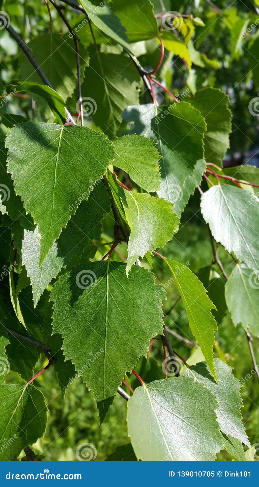 Beautiful Branch of a Spring Birch Stock Image - Image of nature ...