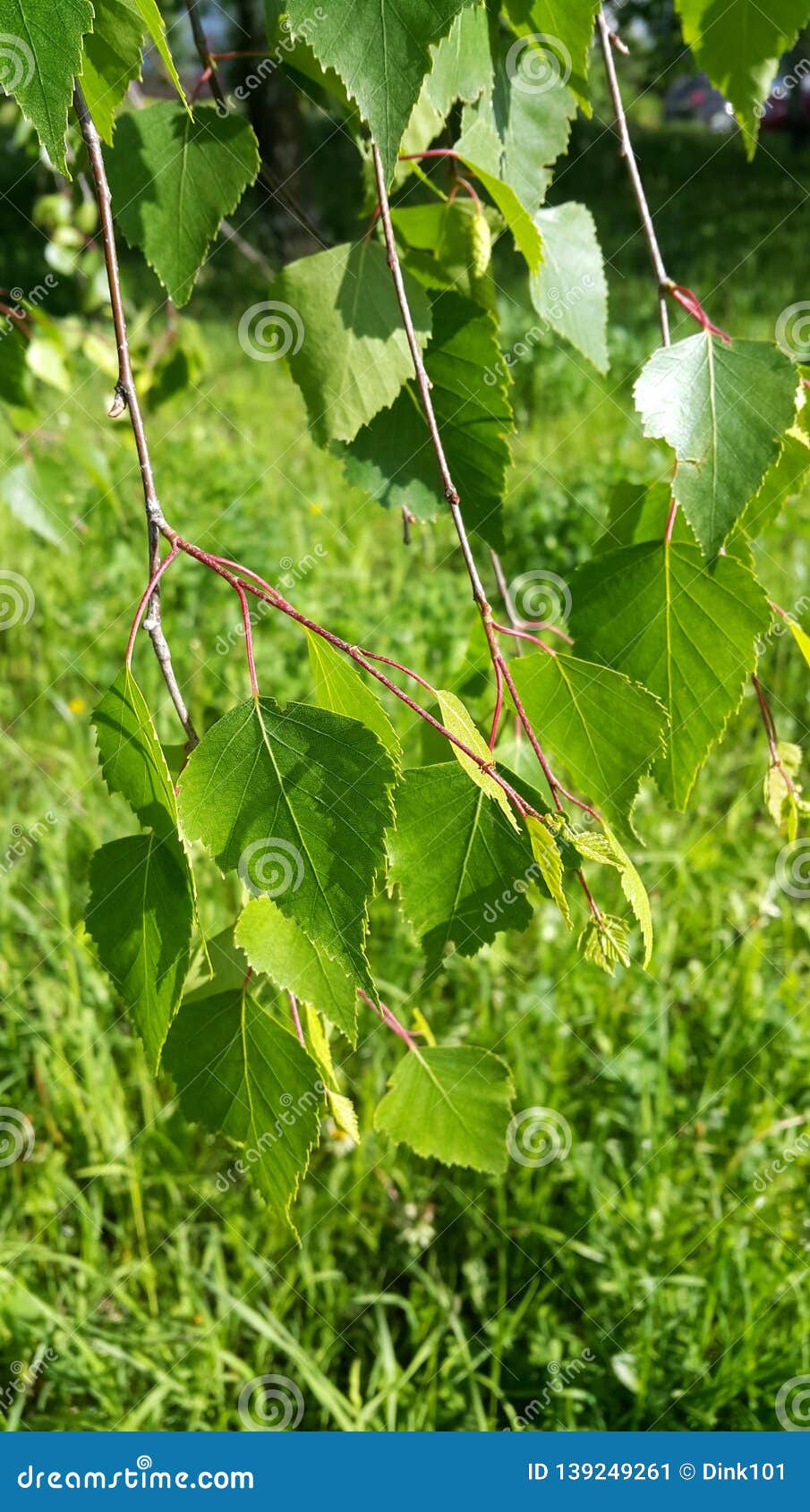 Beautiful Branch of a Spring Birch Stock Image - Image of close ...