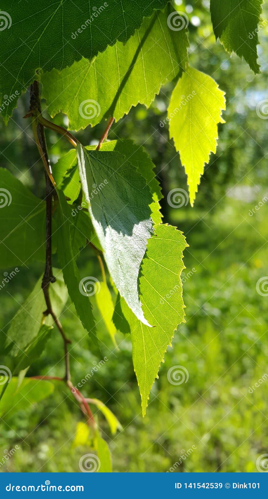 Beautiful Branch of a Spring Birch Stock Image - Image of background ...