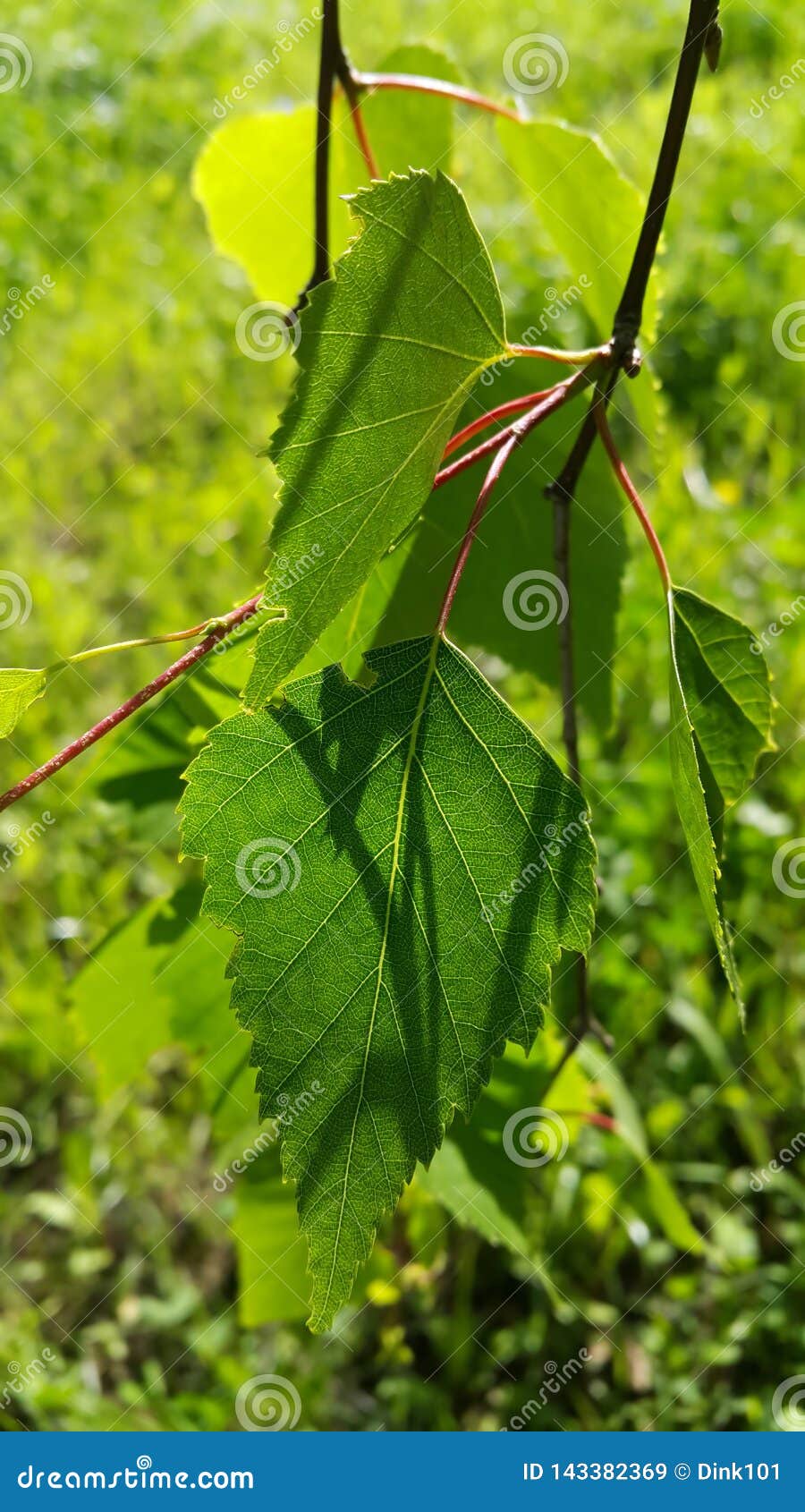 Beautiful Branch of a Spring Birch Tree Stock Image - Image of leaves ...
