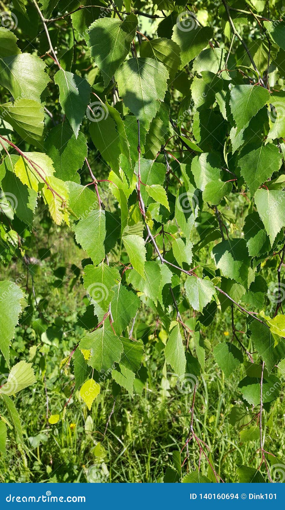 Beautiful Branch of a Spring Birch Stock Photo - Image of beauty ...