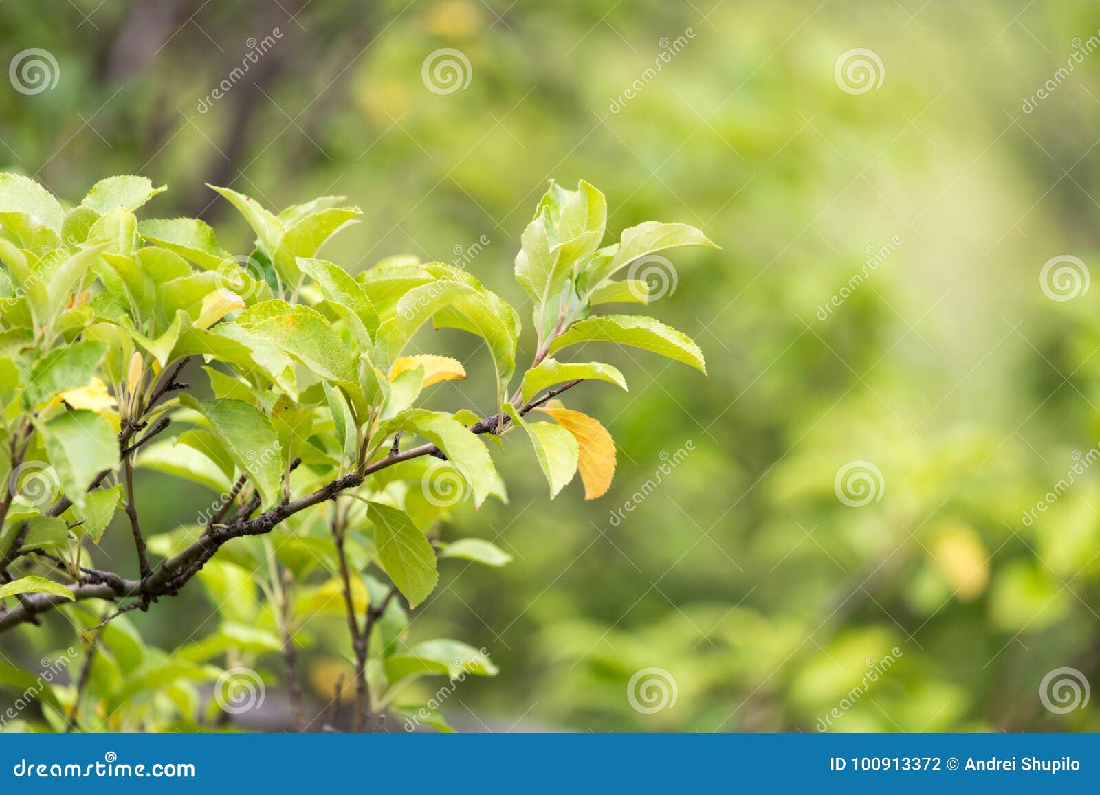 Beautiful Branch of a Tree with Leafs in Nature Stock Photo - Image of ...