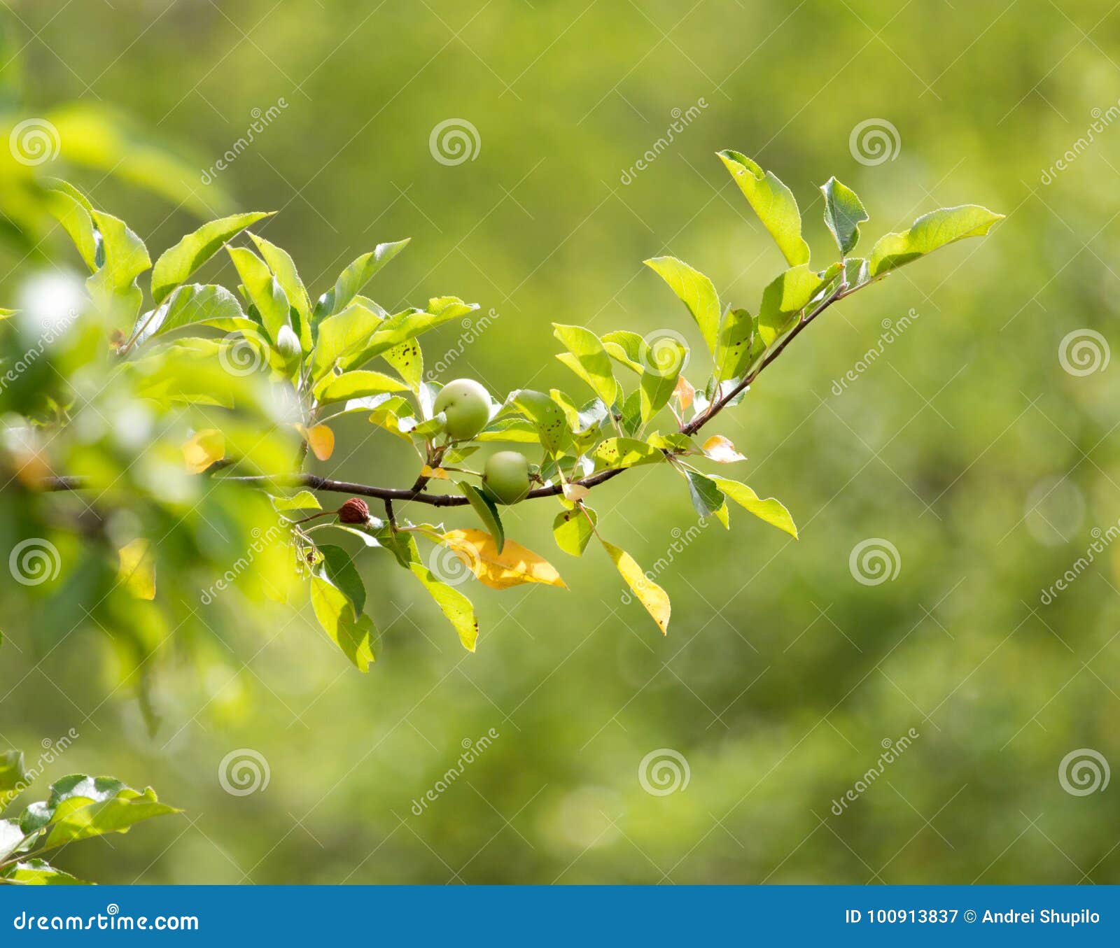 Beautiful Branch of a Tree with Leafs in Nature Stock Image - Image of ...