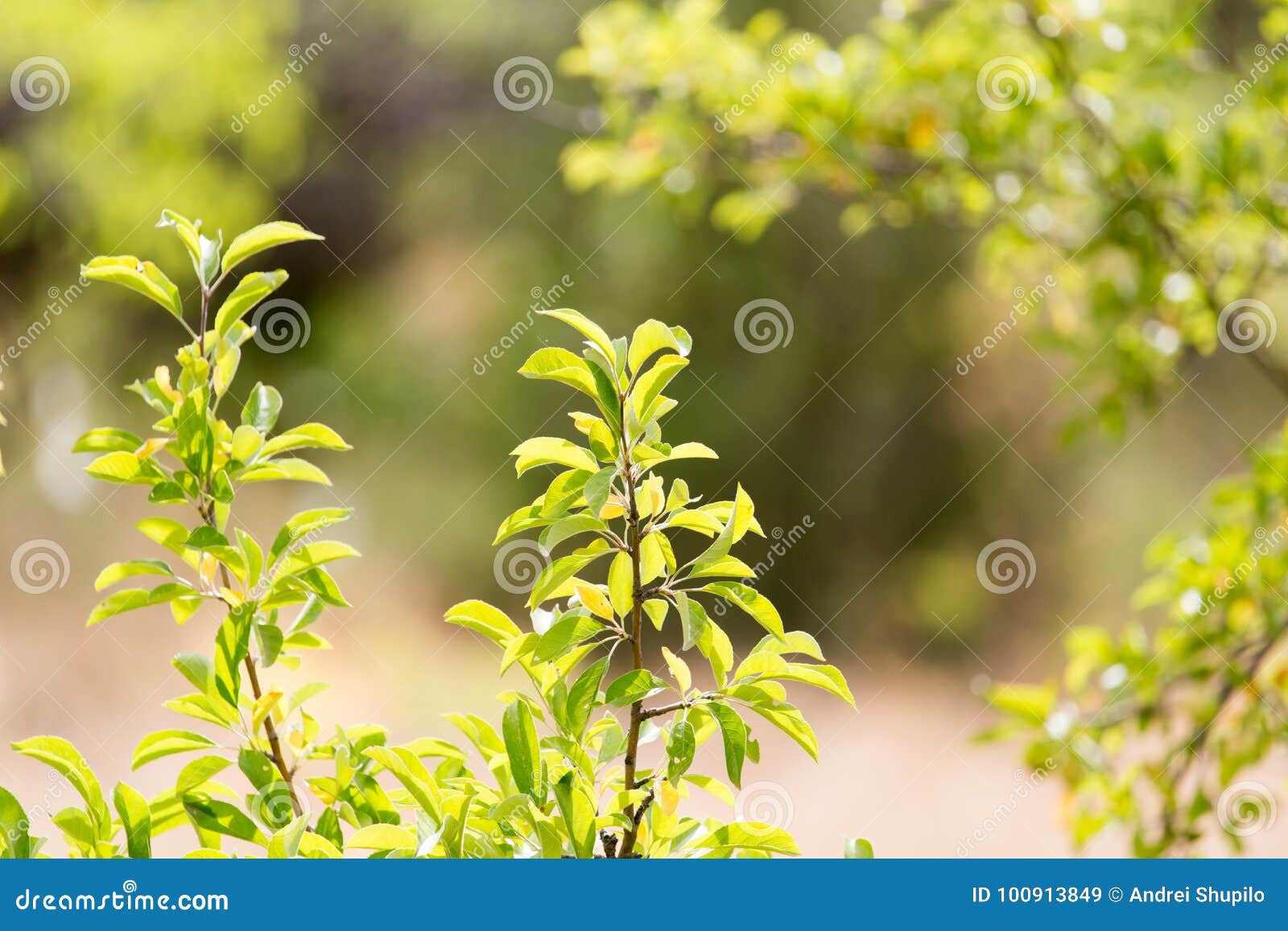 Beautiful Branch of a Tree with Leafs in Nature Stock Image - Image of ...