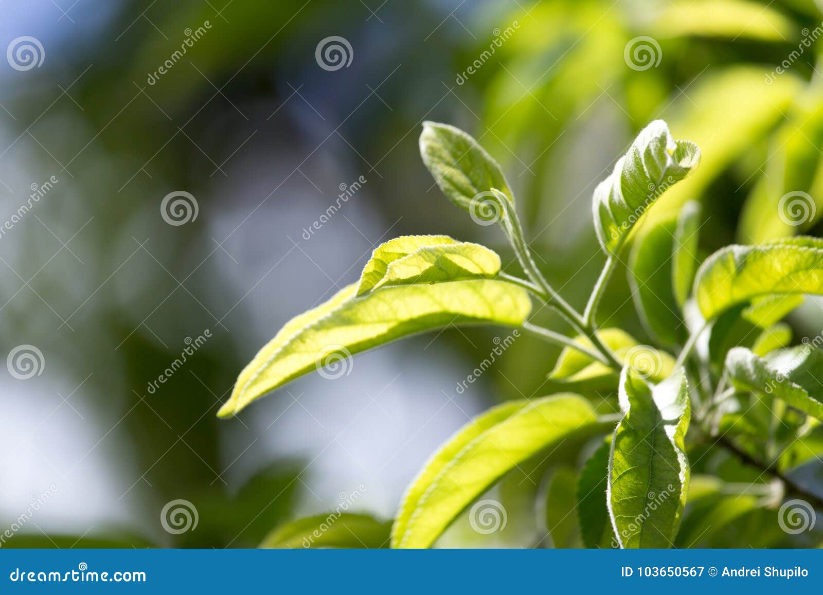 Beautiful Branch of a Tree in Nature Stock Image - Image of bush, lush ...