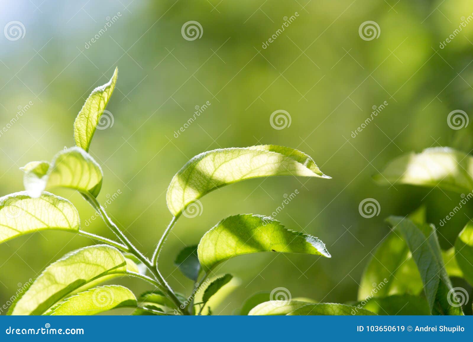 Beautiful Branch of a Tree in Nature Stock Image - Image of freshness ...