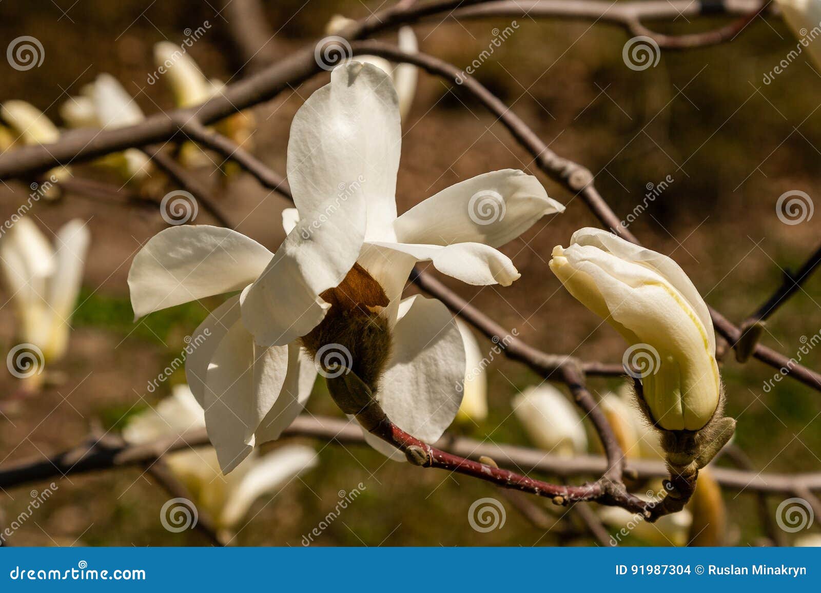 Beautiful Branch of White Magnolia Stock Photo - Image of detail ...