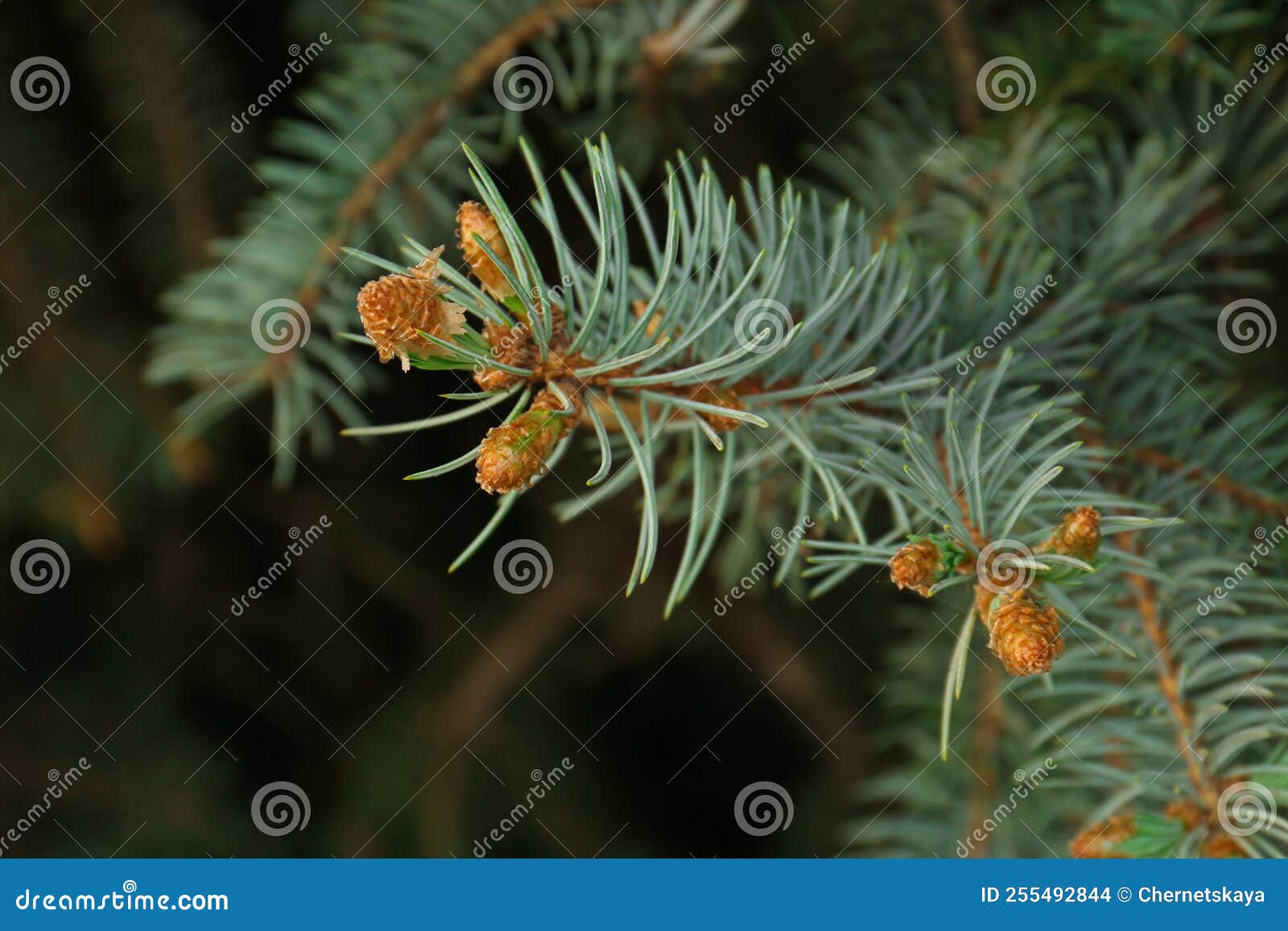 Beautiful Branches of Coniferous Tree, Closeup View Stock Photo - Image ...