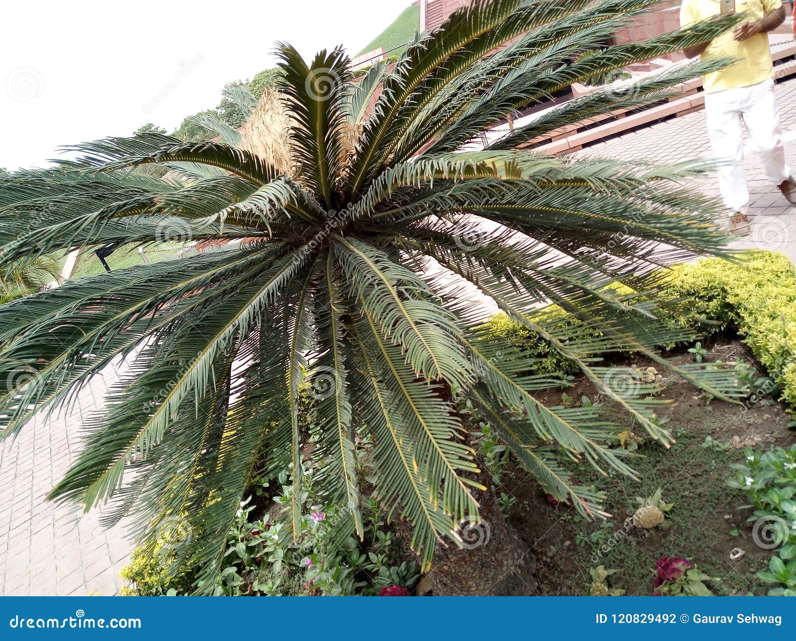 Little green tree stock photo. Image of flowers, long - 120829492