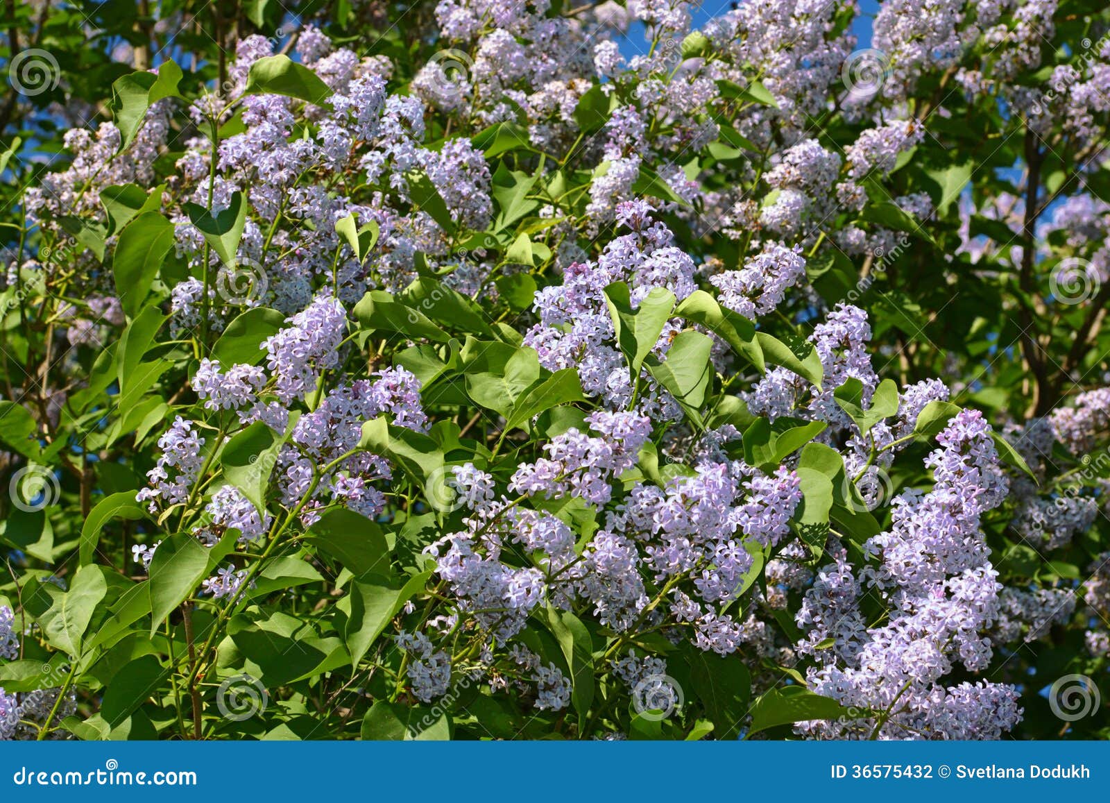 Beautiful Branches of Large Blooming Lilacs Bush Stock Photo - Image of ...