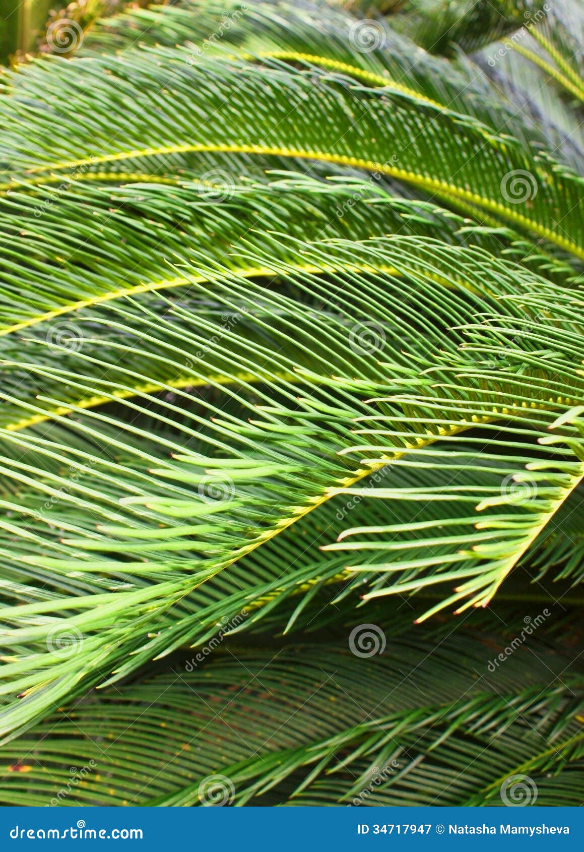 Beautiful Branches of Palm Trees Stock Image - Image of flora, natural ...