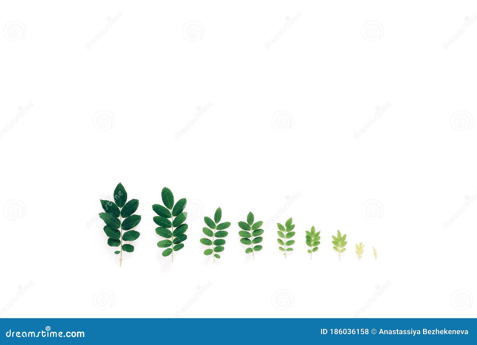 Beautiful Branches of Plants are in a Row Line Ascending Leaf ...