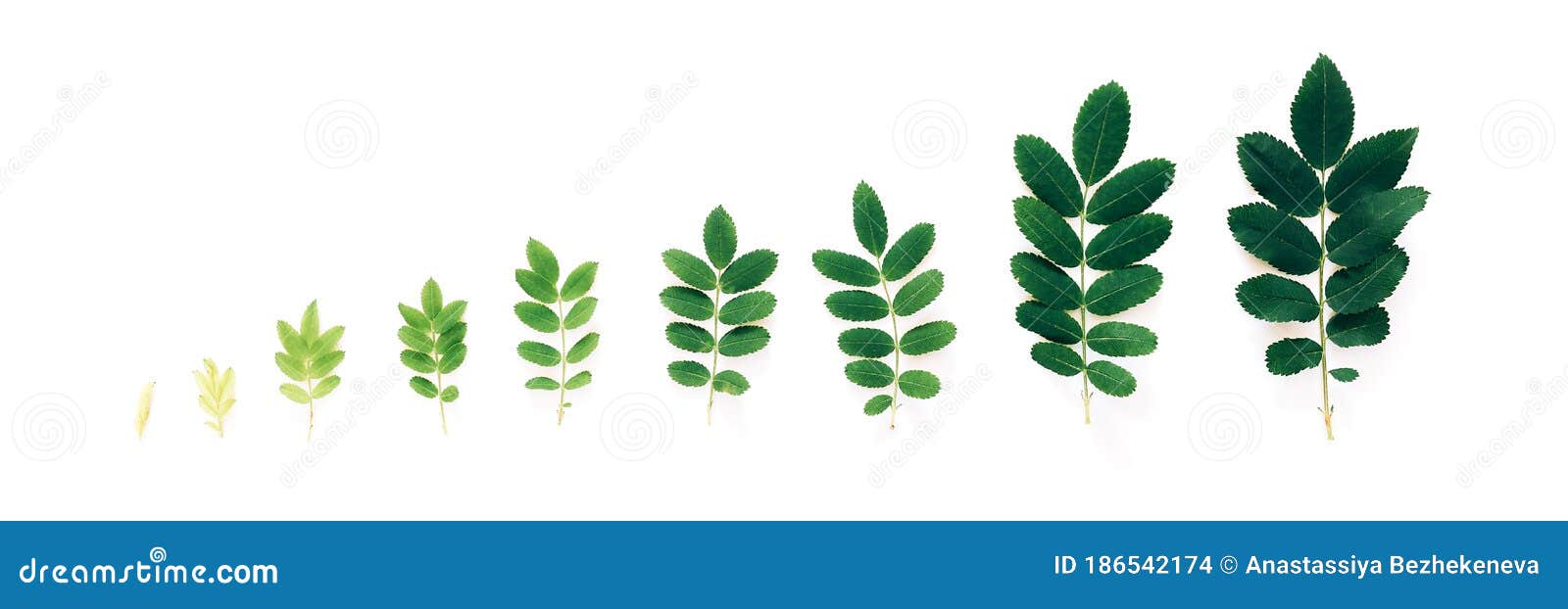 Beautiful Branches of Plants are in a Row Line Ascending Leaf ...