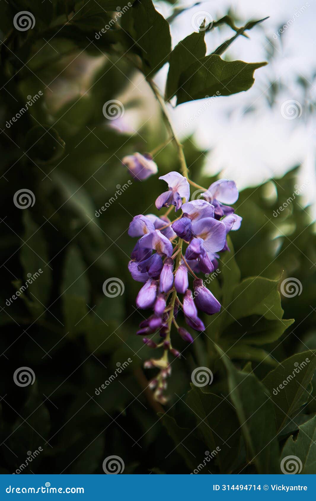 A Beautiful Branches of Purple Flowers Hang from a Tree in Istanbul ...