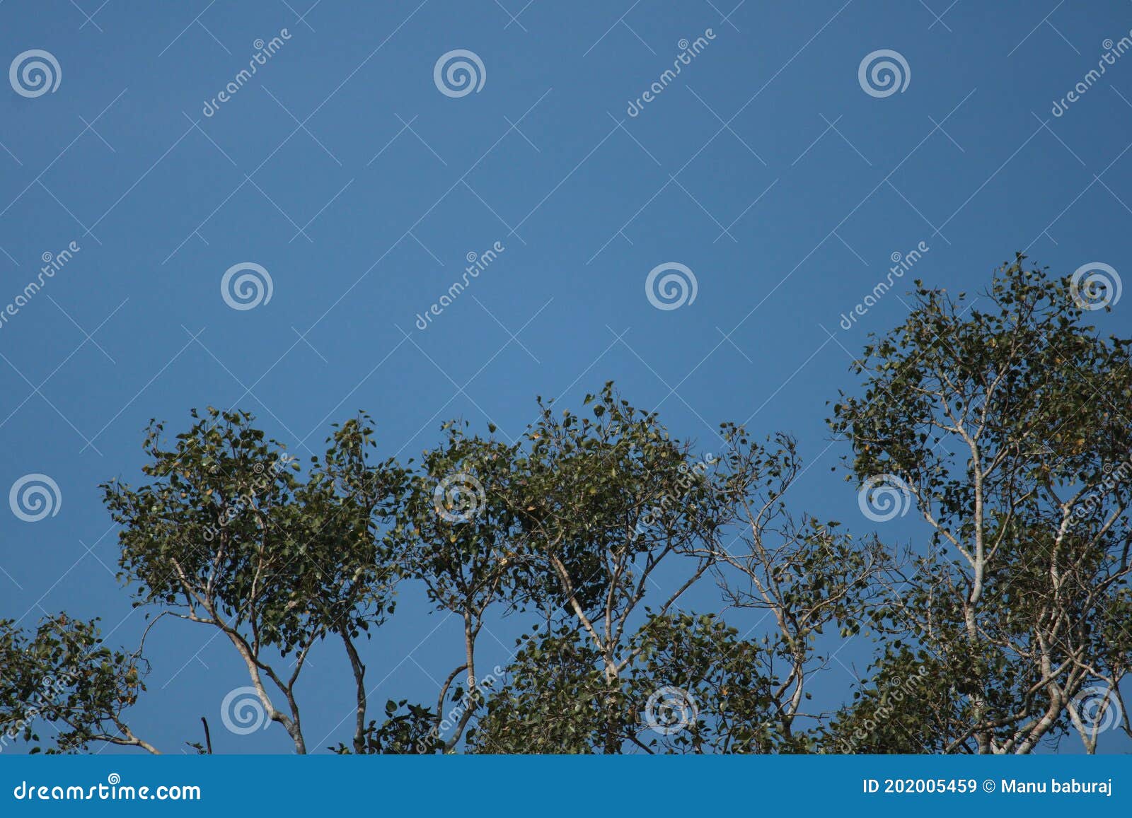 Beautiful Branches of a Tree. Stock Image - Image of branches, nature ...