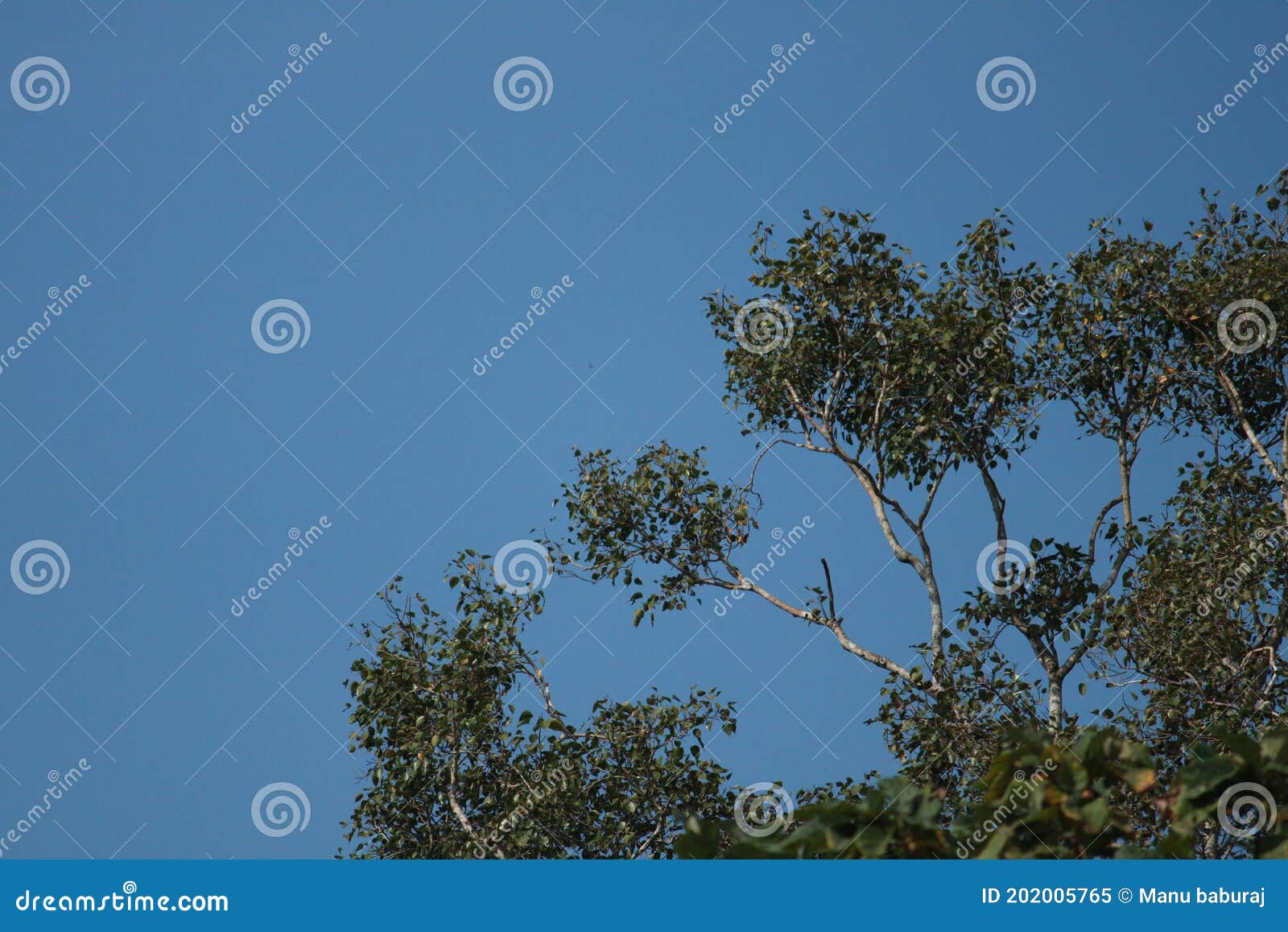 Beautiful Branches of a Tree. Stock Image - Image of nature, beautiful ...