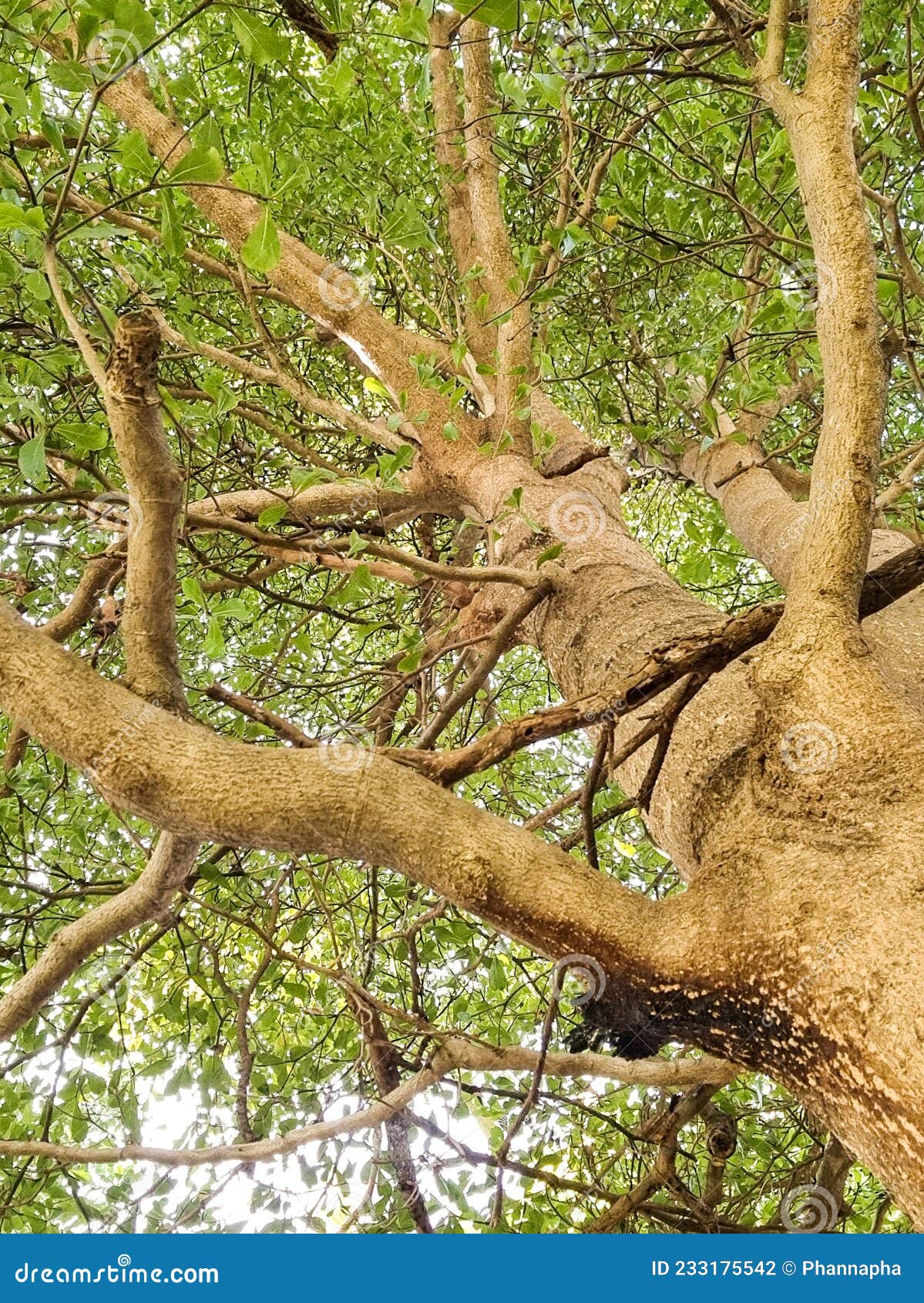 Beautiful Branches of Tree. Stock Photo - Image of beautiful, forest ...