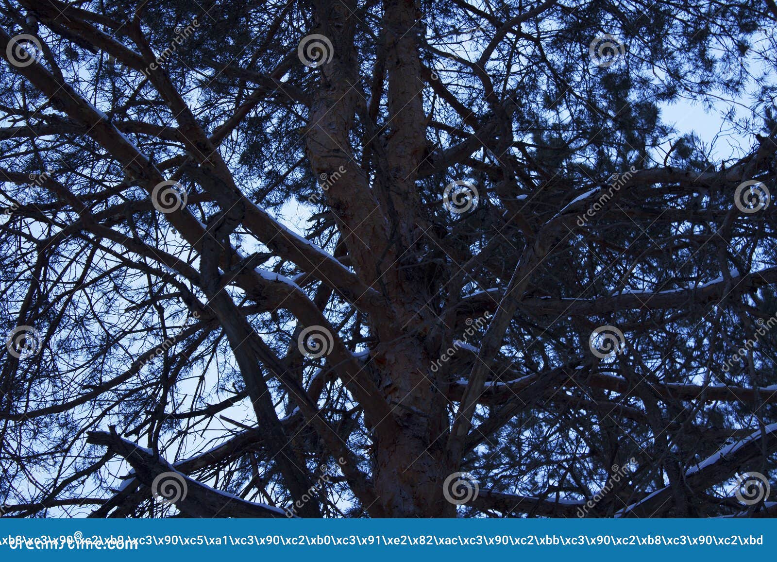 Beautiful branches of tree stock image. Image of landmarks - 84972341