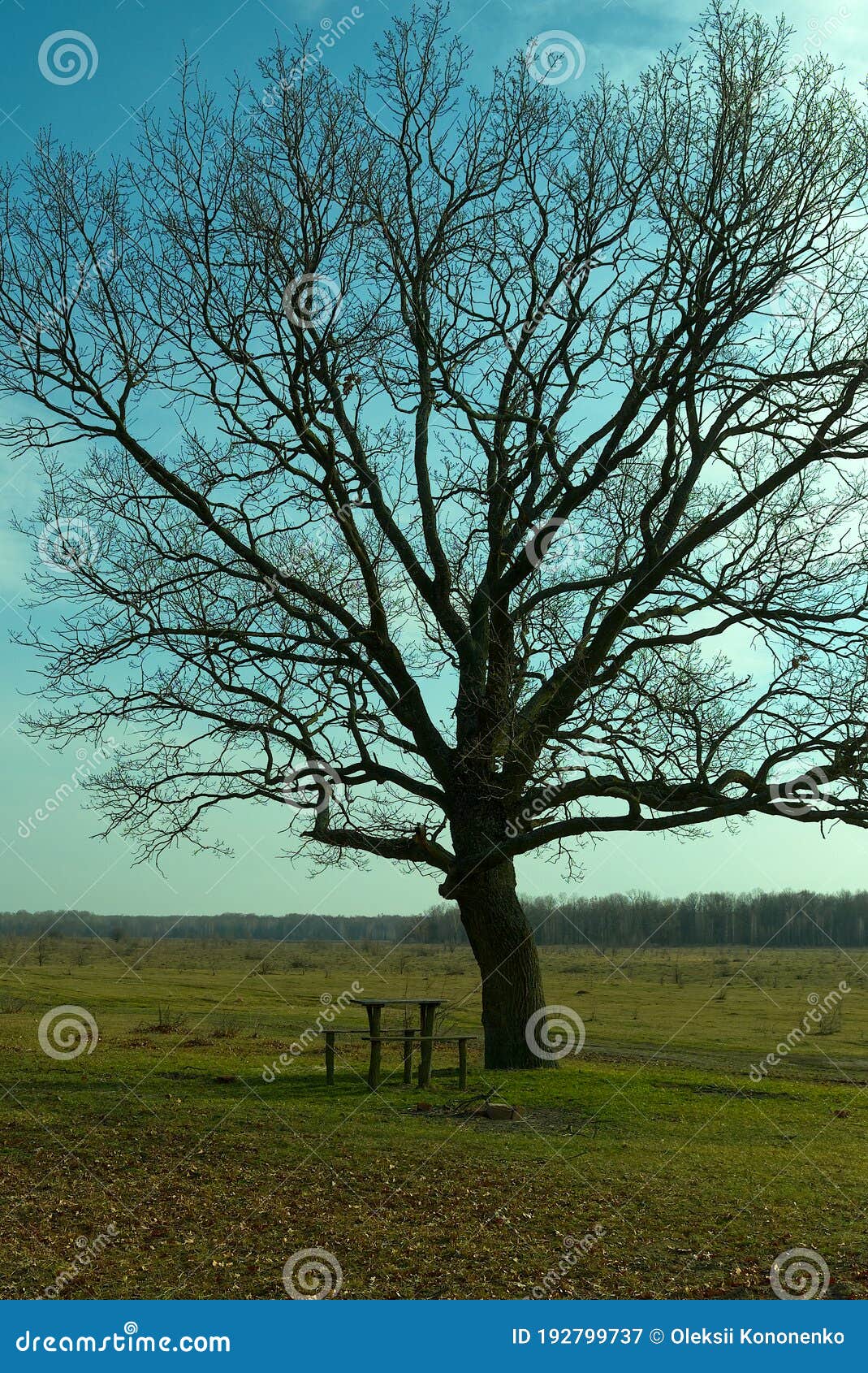 A Beautiful Branchy Tree in the Plain. Landscape Stock Image - Image of ...