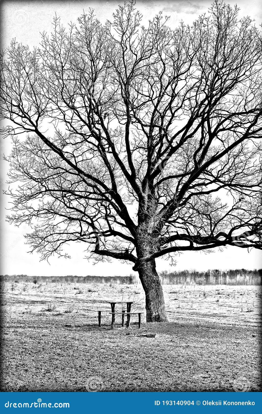 A Beautiful Branchy Tree in the Plain. Landscape Stock Photo - Image of ...