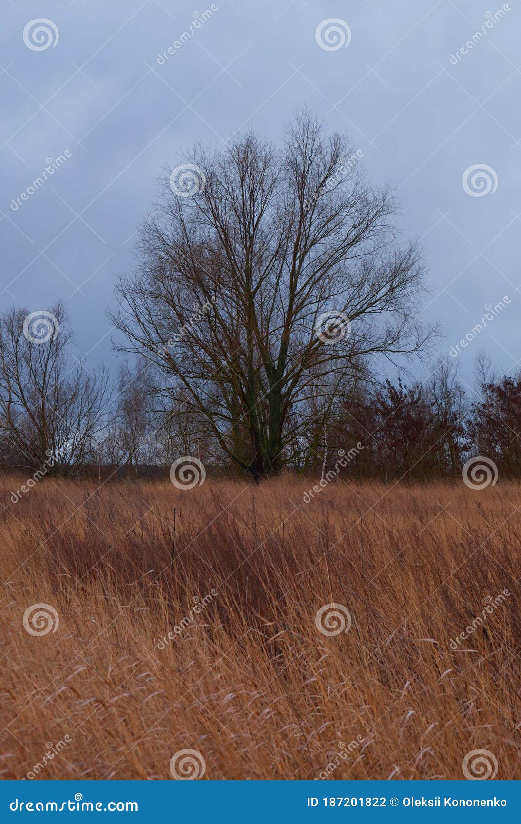 A Beautiful Branchy Tree in the Steppe in the Evening. Autumn Landscape ...
