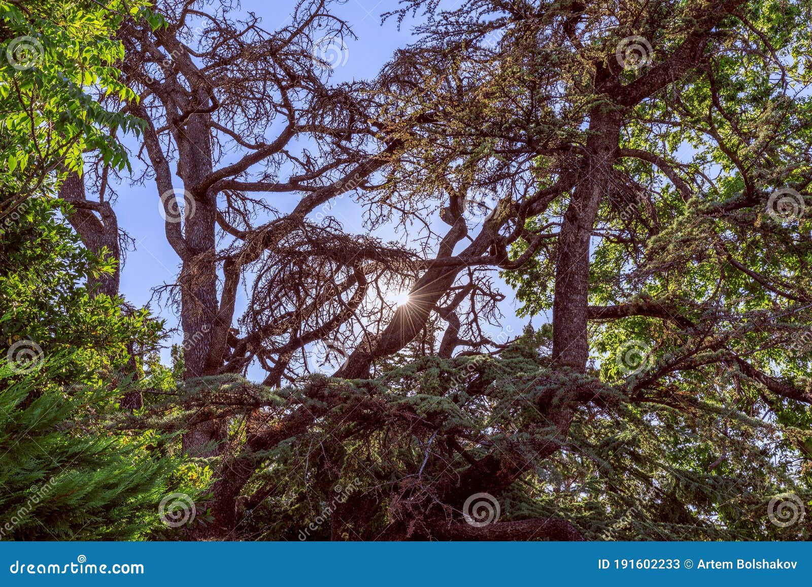 Branchy Big Old Tree In Japanese Forest, Mystery Fairytale Concept ...