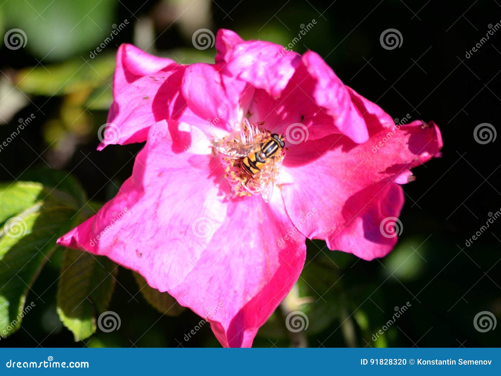 Beautiful briar flower. stock photo. Image of briar, gardening - 91828320