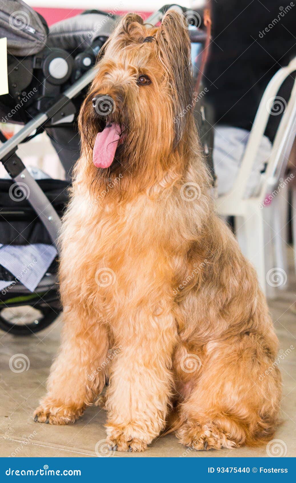 Beautiful Briard stock photo. Image of nature, hair, beige - 93475440
