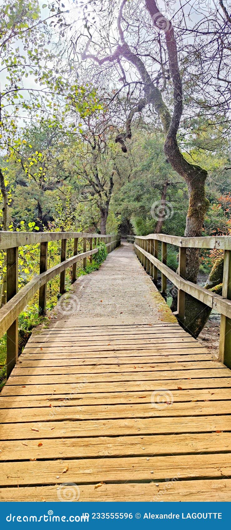 Beautiful Bridge in a Forest and a Good Day. Stock Photo - Image of ...