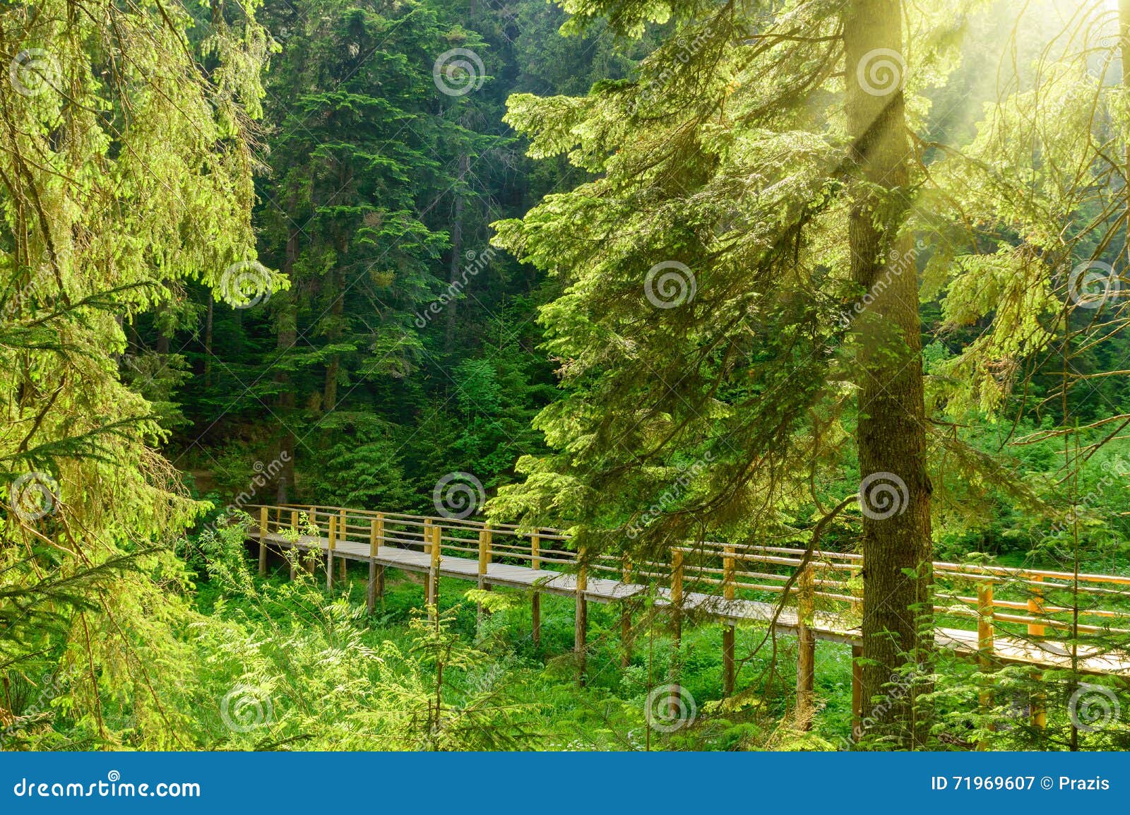 Beautiful Bridge in the Forest with Rays of Sun Stock Image - Image of ...