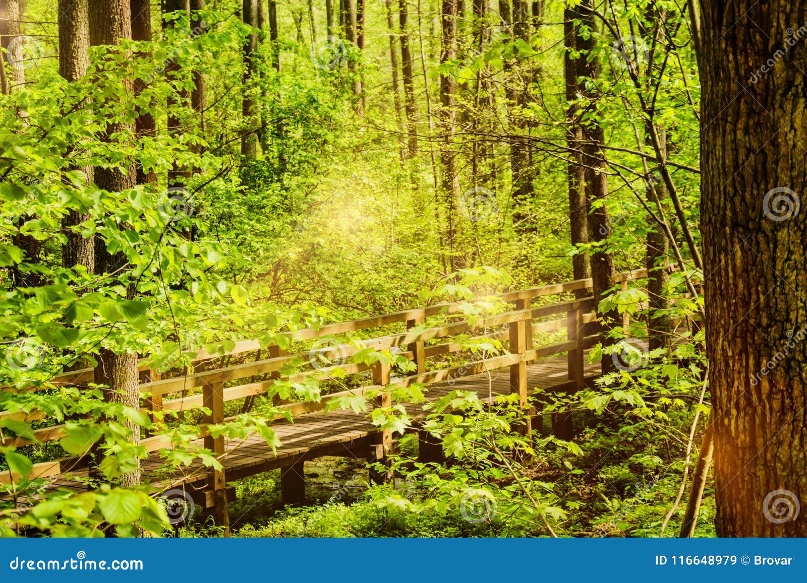 Beautiful Bridge in the Forrest Stock Image - Image of foliage, summer ...