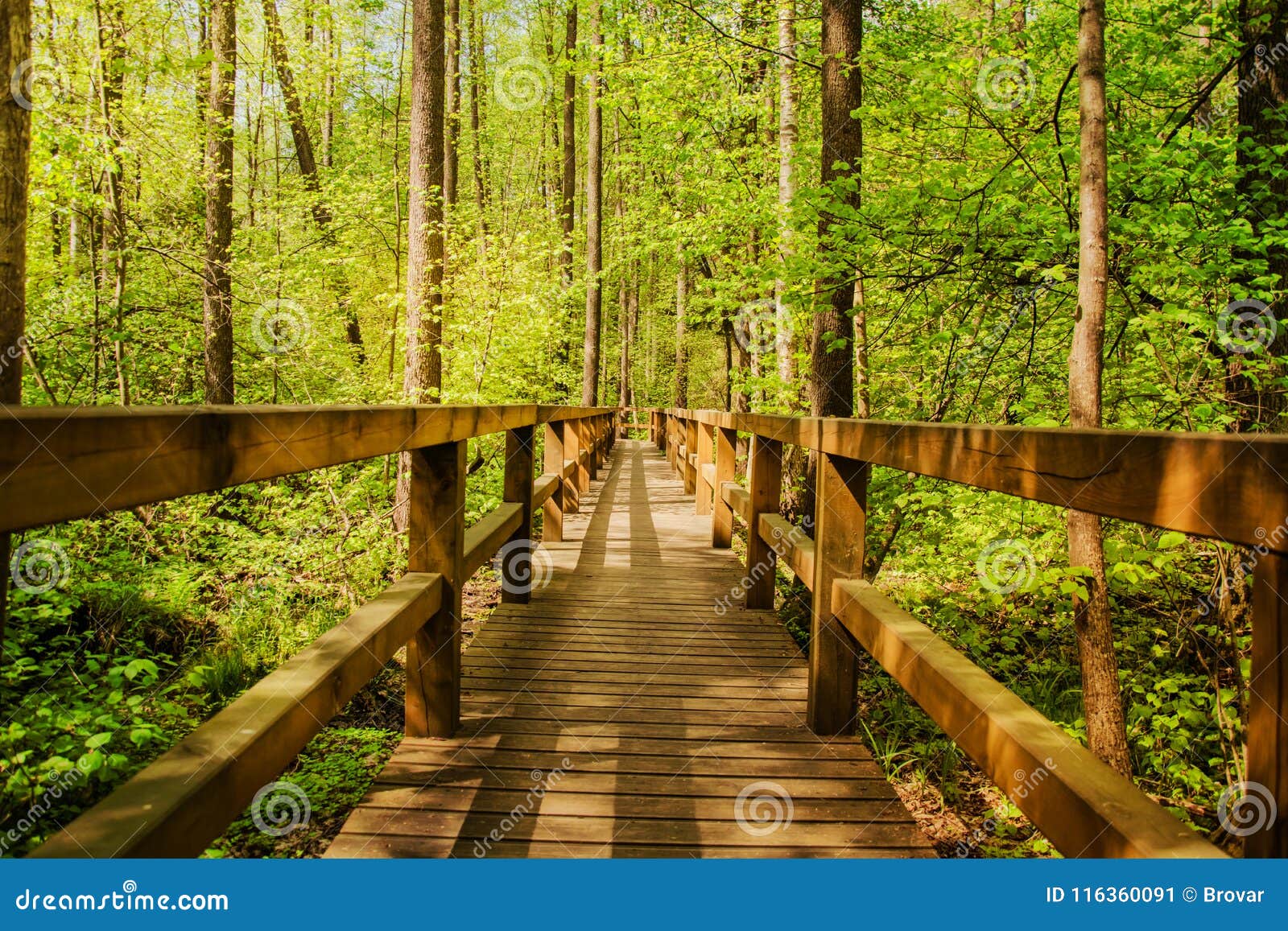 Beautiful Bridge in the Middle of the Forrest Stock Image - Image of ...