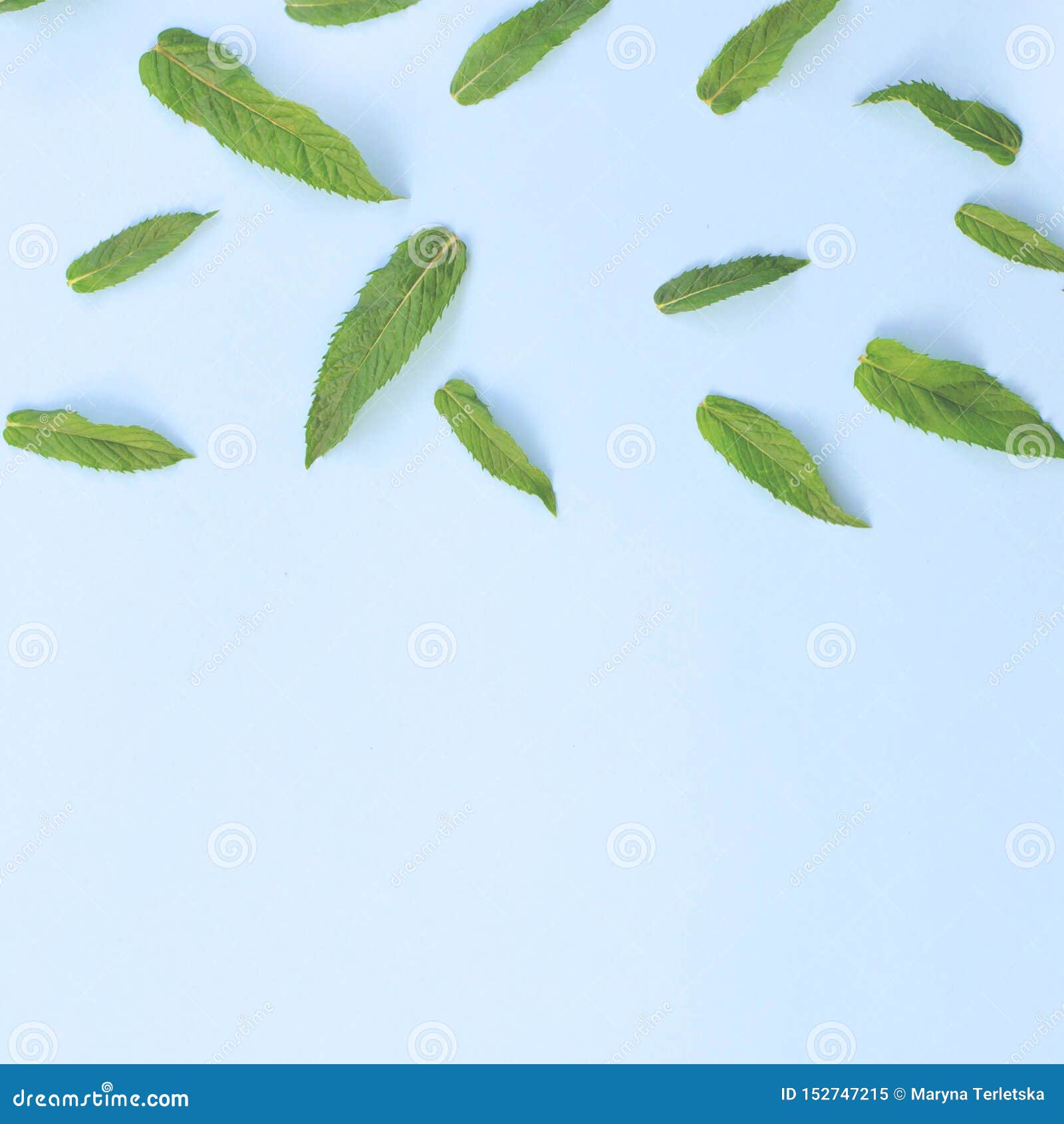 Beautiful Bright Background with Fresh Mint Leaves Stock Image - Image ...