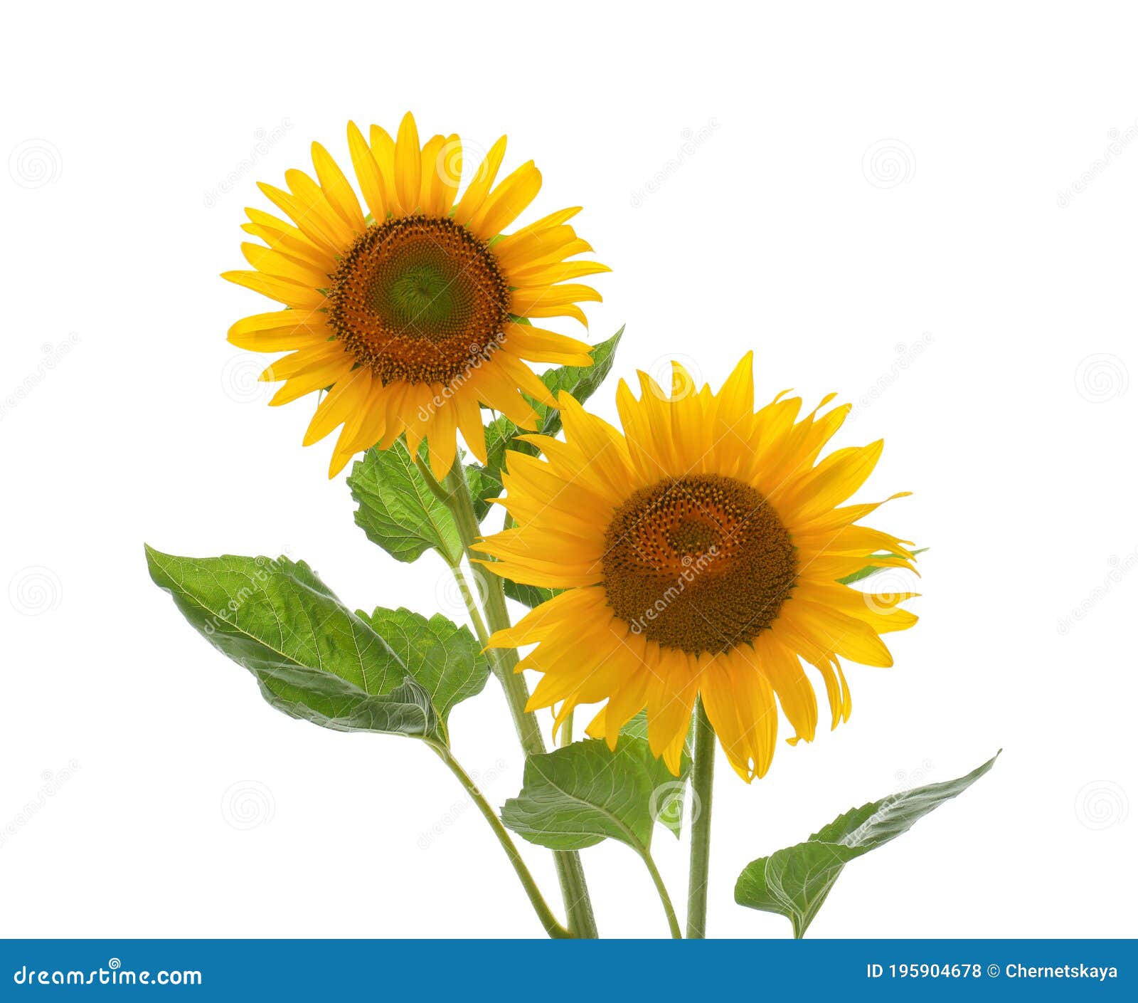 Beautiful Bright Blooming Sunflowers on White Background Stock Photo ...