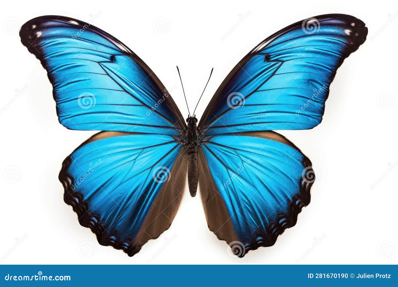 Beautiful Bright Blue Butterfly Isolated on White Background, AI Stock ...
